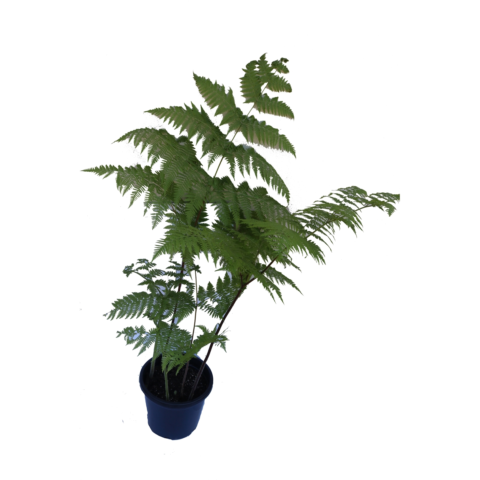 300mm Assorted Ferns - Fern Sp. - Bunnings Australia