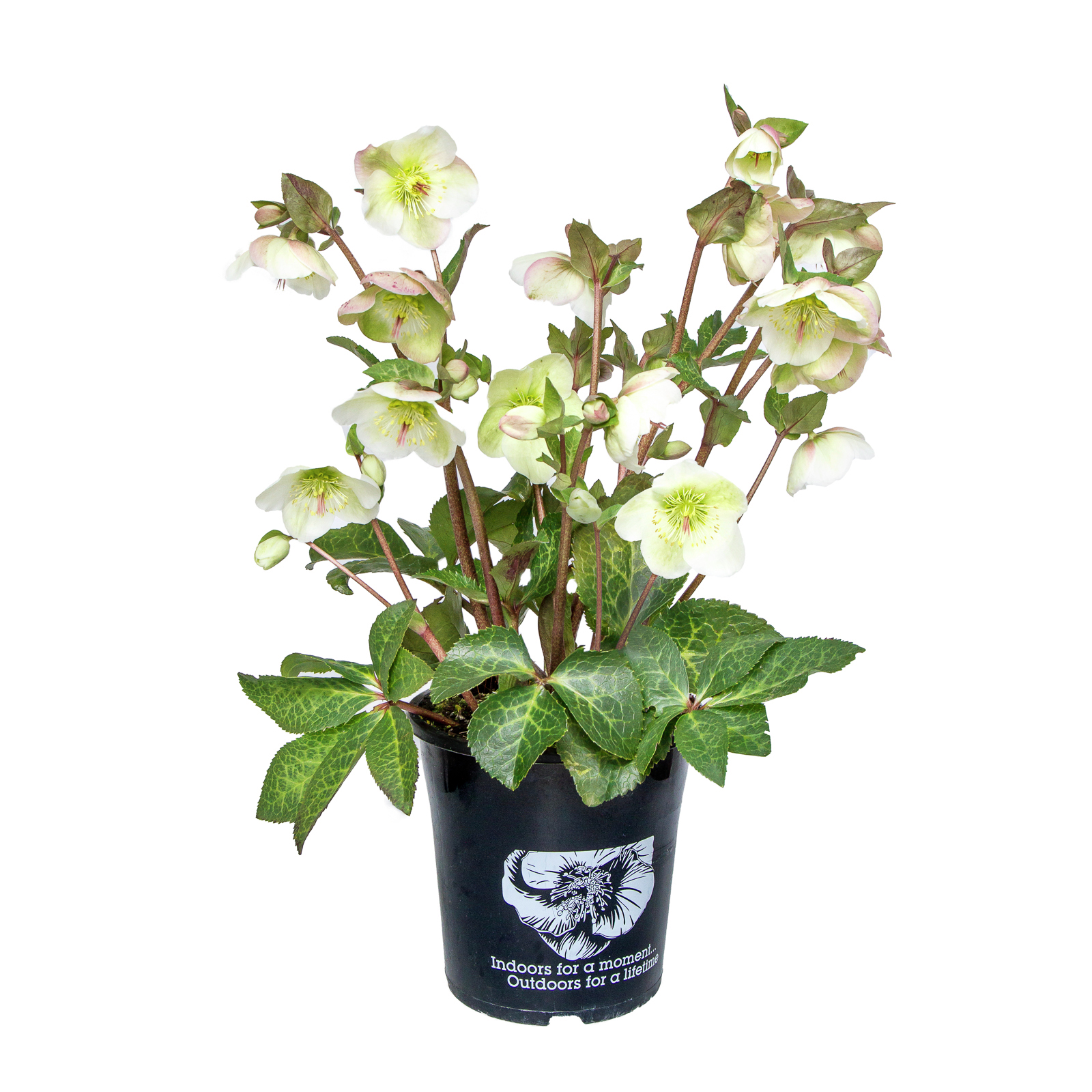 175mm Hellebore - Helleborus Molly's White - Bunnings Australia