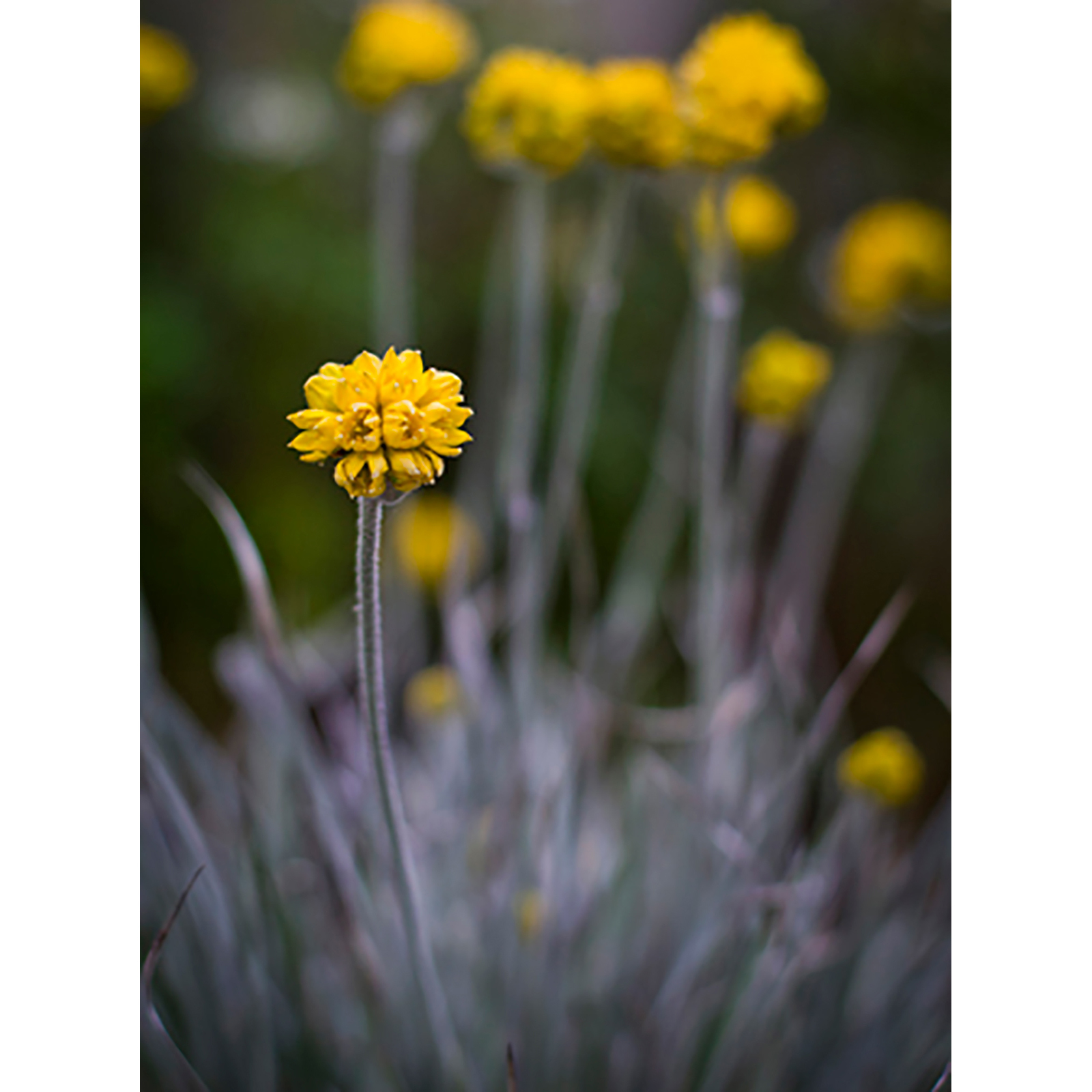 140mm Conostylis Silver Sunrise - Conostylis candicans 'Sliversunrise ...