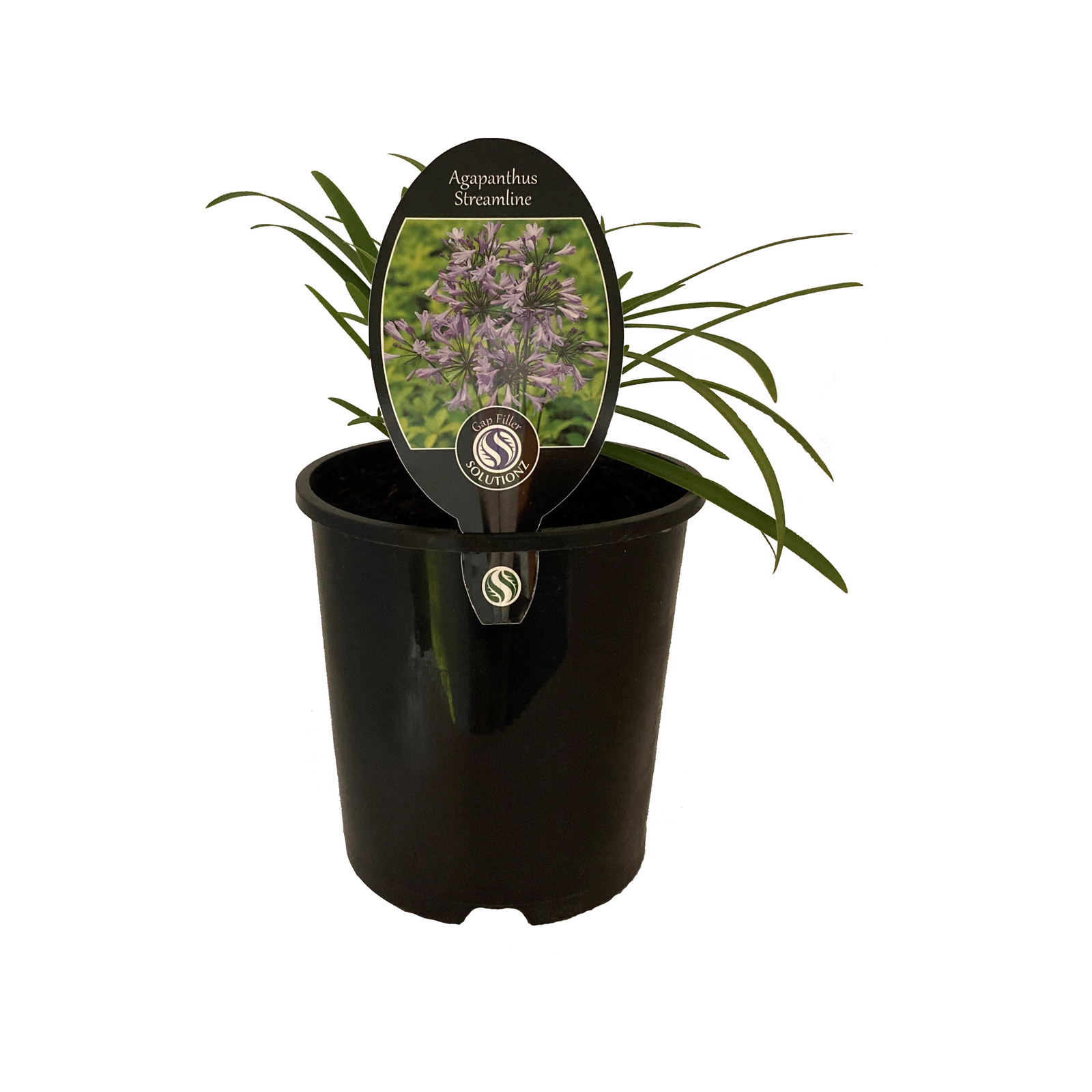 1.9L African Lily - Agapanthus Streamline - Bunnings New Zealand
