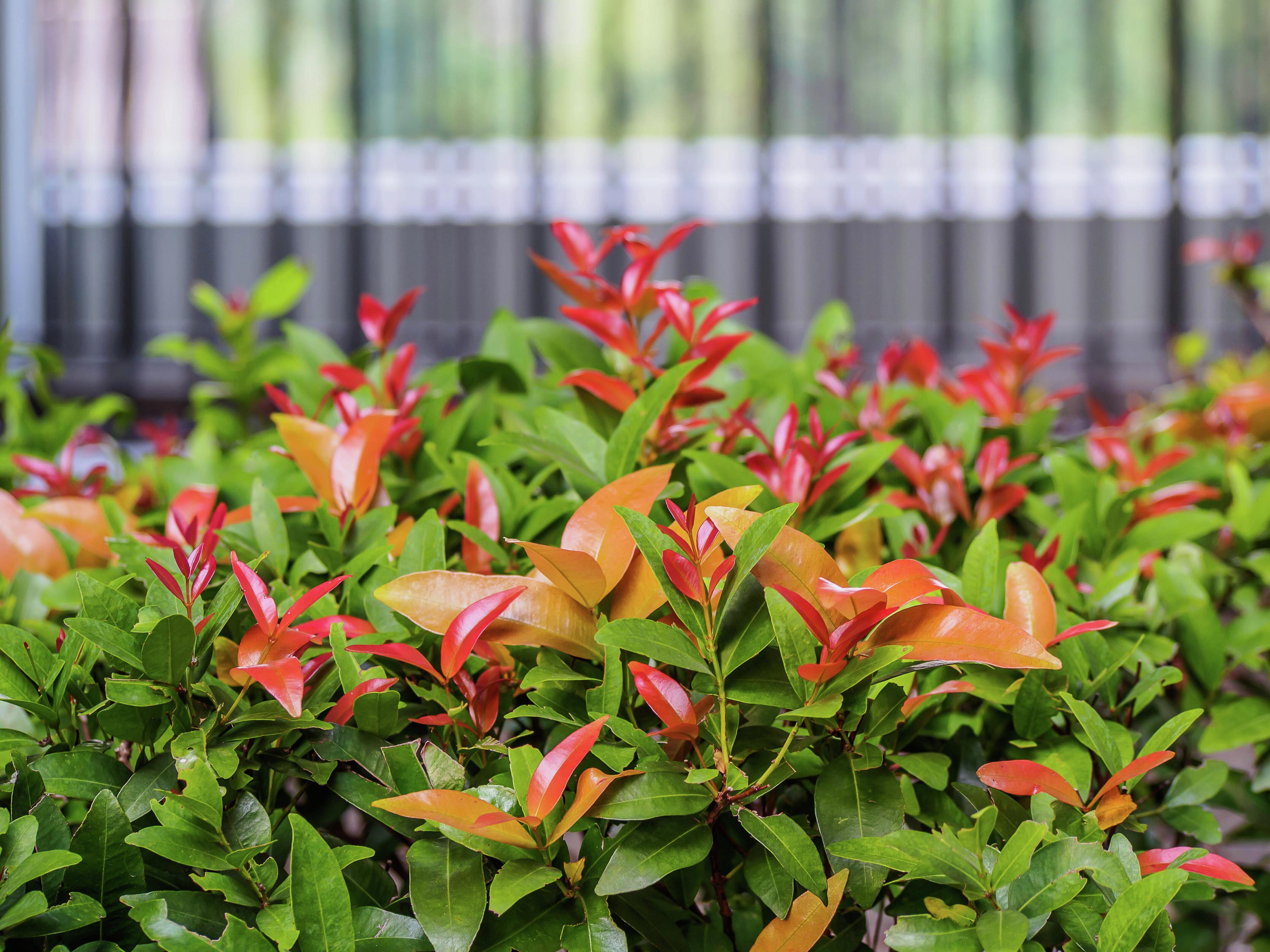 How To Grow And Care For A Lilly Pilly - Bunnings New Zealand