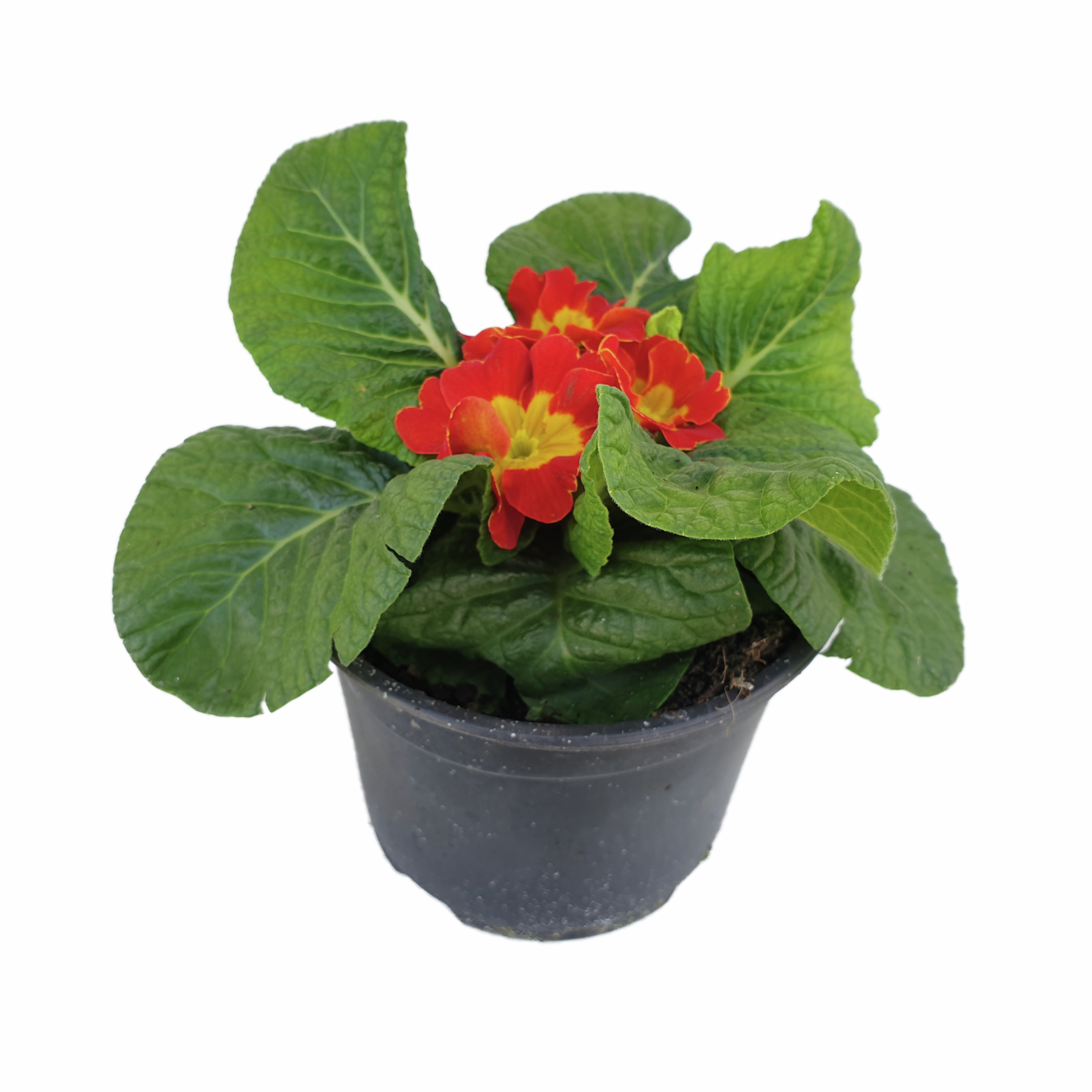 120mm Primula Boneli Mix - Primrose primula - Bunnings New Zealand