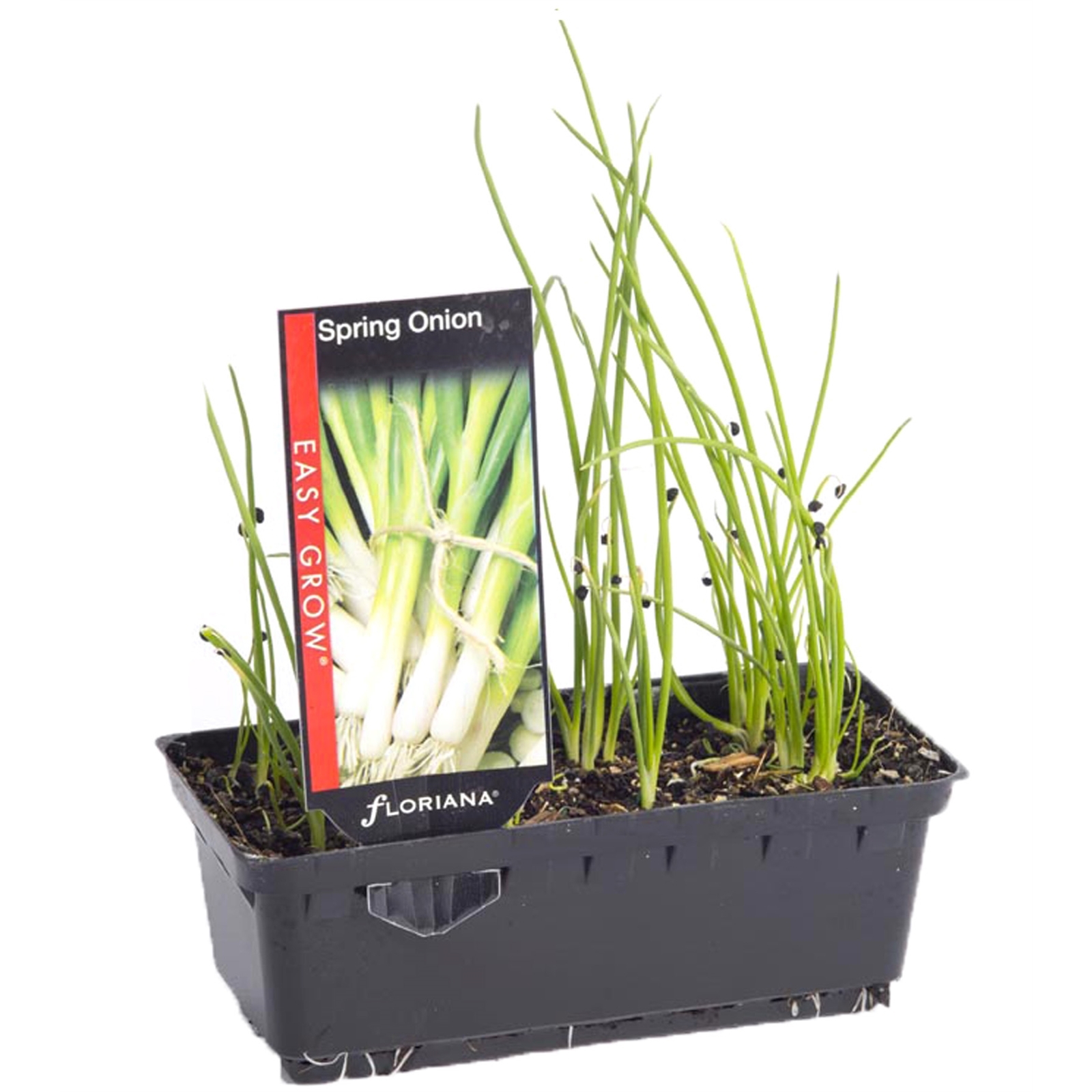 Spring Onion Punnet - Allium cepa - Bunnings Australia