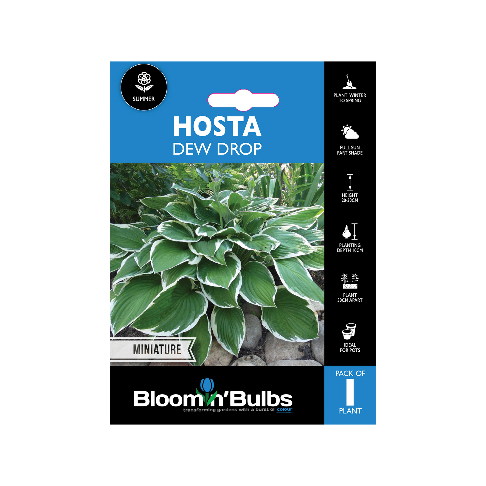 Bloomin' Bulbs Hosta Dew Drop - 1 Pack - Bunnings Australia
