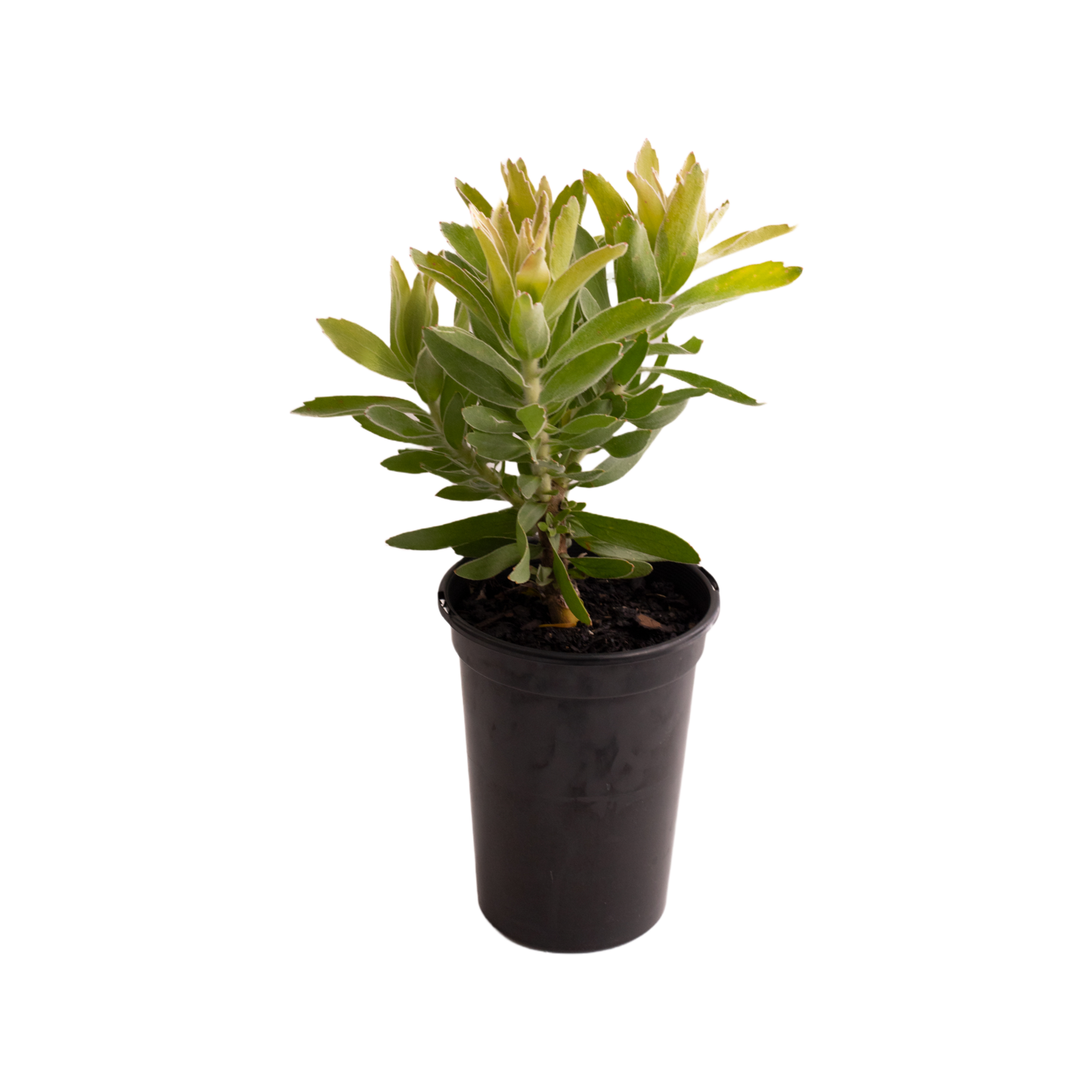 180mm Carnival Yellow - Leucospermum cordifolium - Bunnings Australia