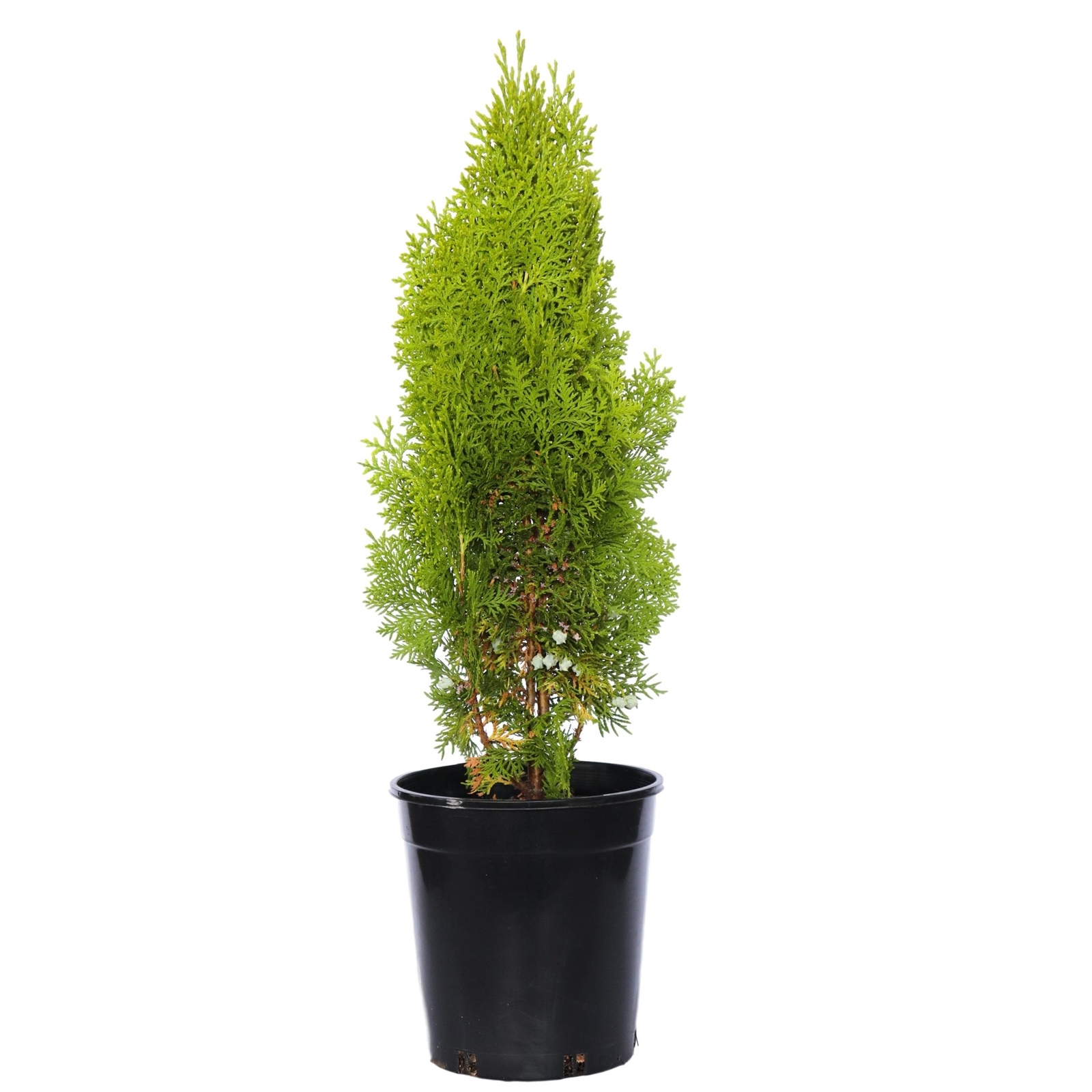 250mm Thuja Stumpy Joe - Thuja orientalis Aurea Nana - Bunnings Australia