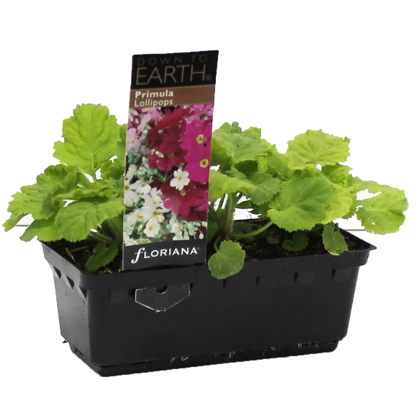 Punnet Primula Lollipops - Primula malacoides - Bunnings Australia