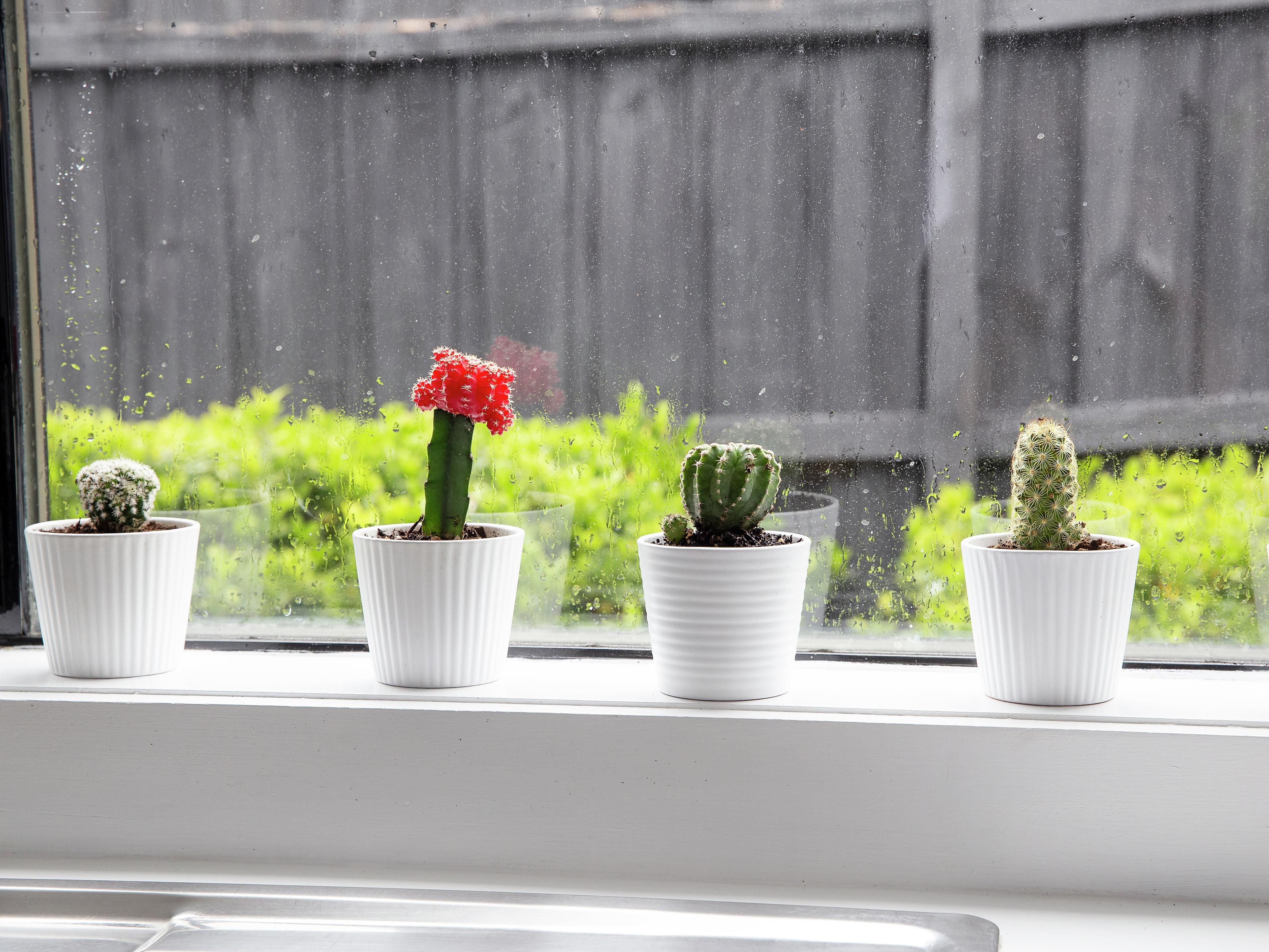 How To Plant And Grow A Cactus - Bunnings New Zealand