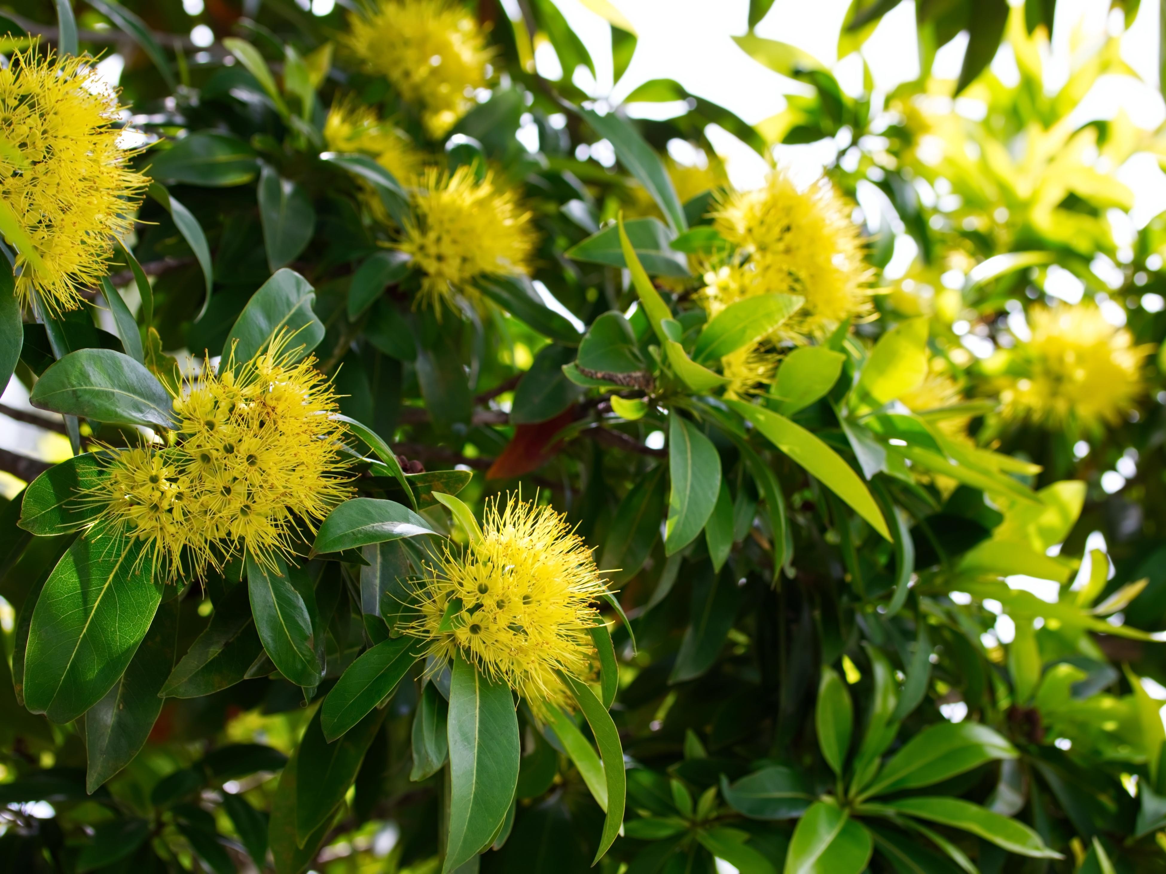 How To Grow A Golden Penda - Bunnings Australia