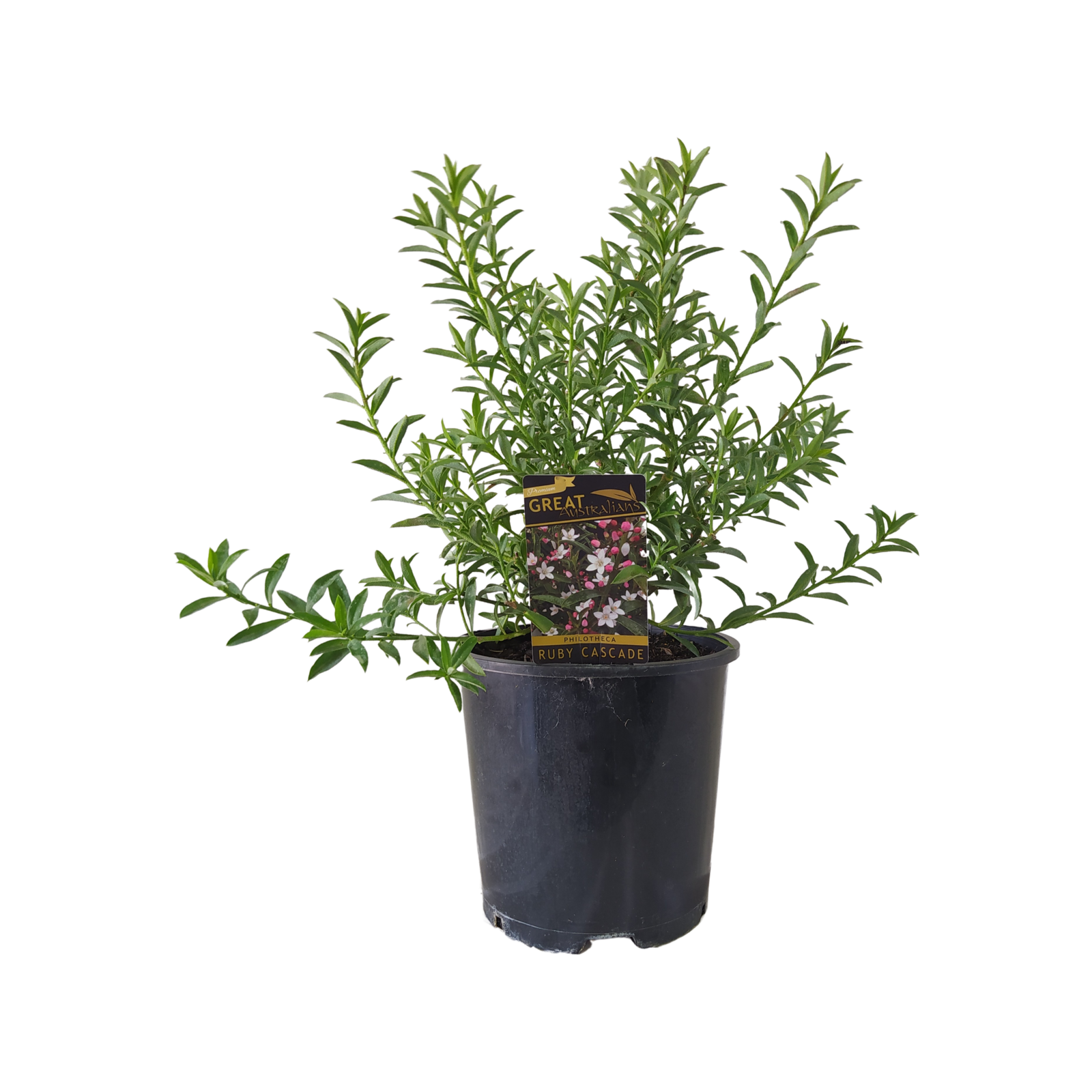 200mm Philotheca Ruby Cascade - Philotheca myoporoides - Bunnings Australia