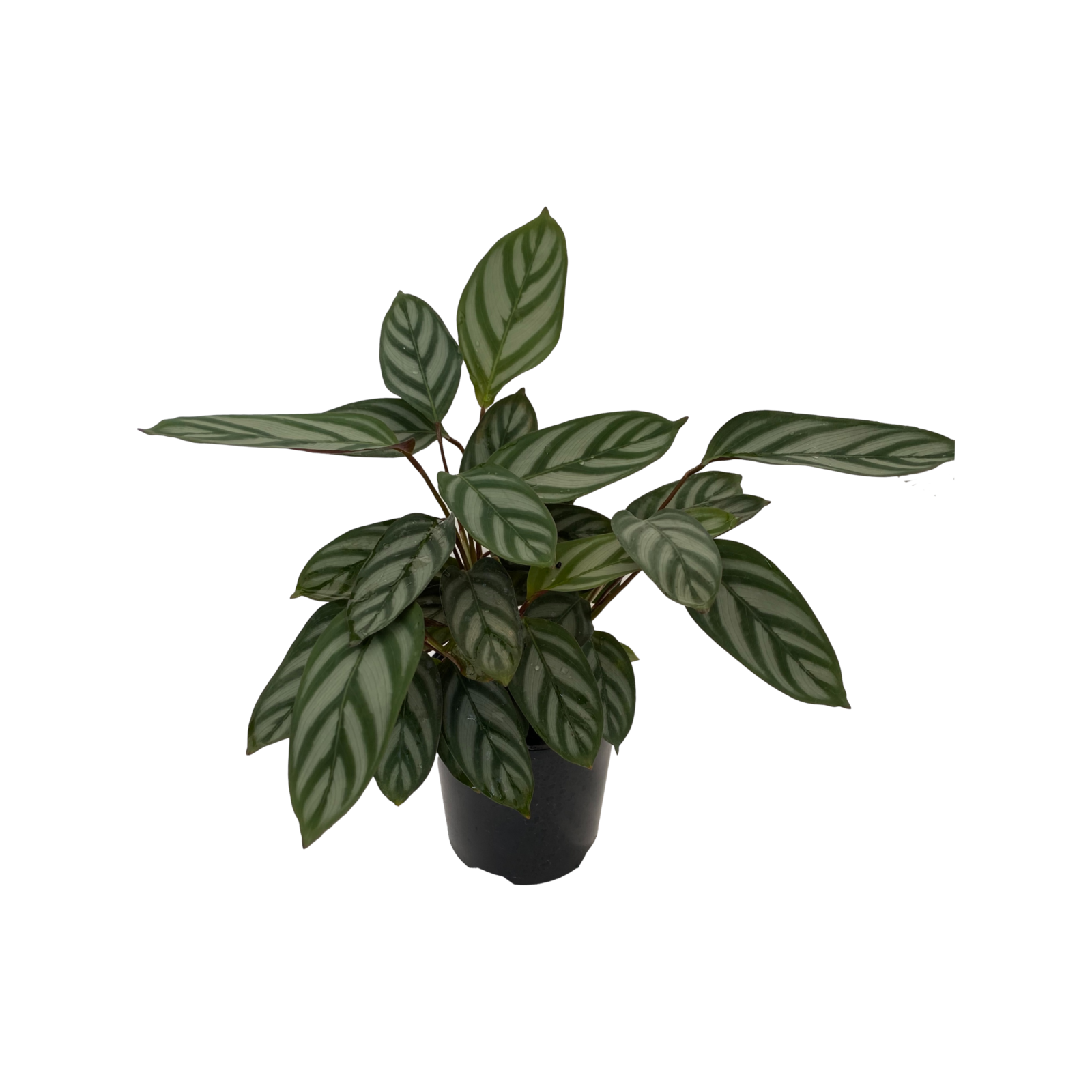 100mm Never Never Plant - Ctenanthe setosa - Bunnings Australia