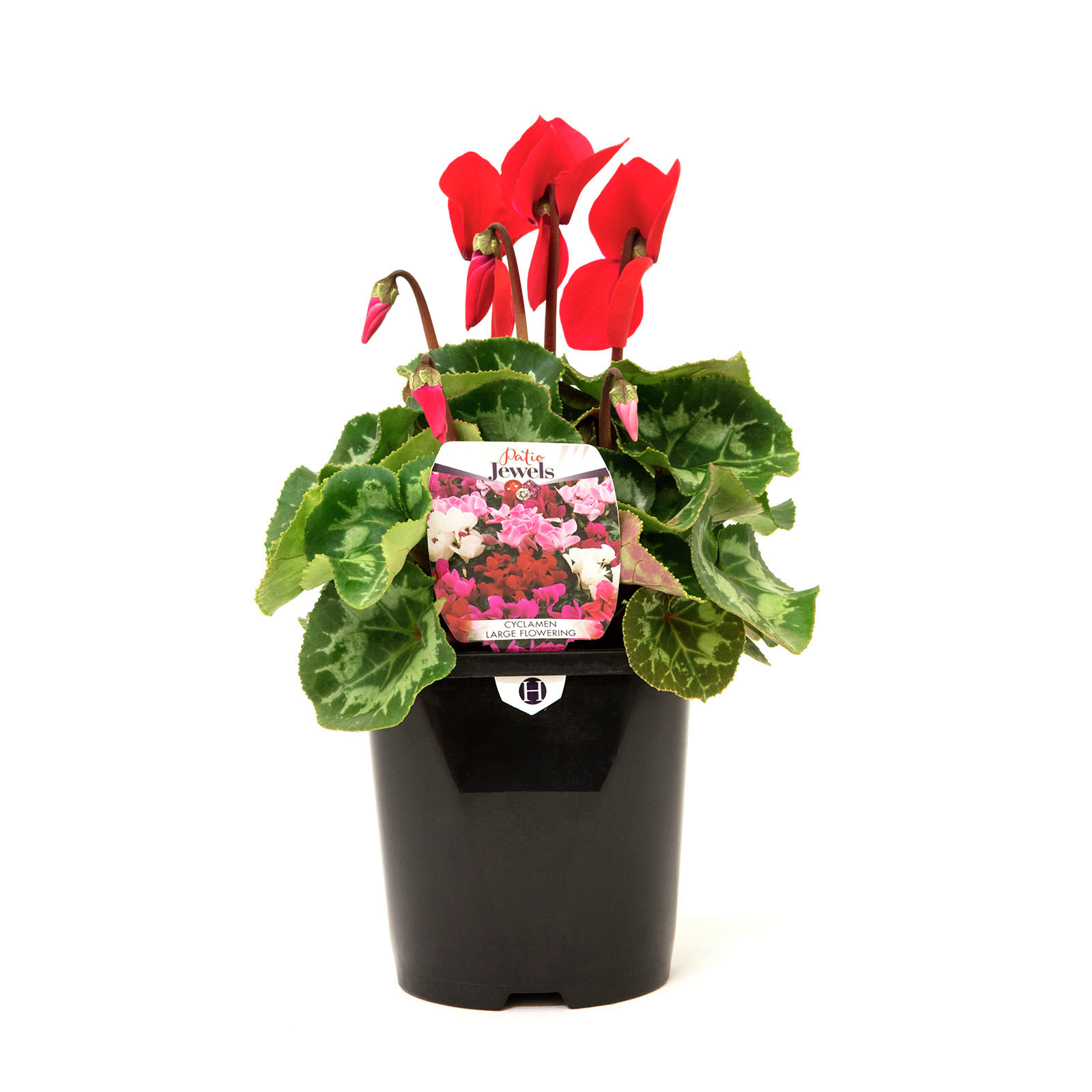 125mm Assorted Cyclamen - Cyclamen hybrids - Bunnings Australia