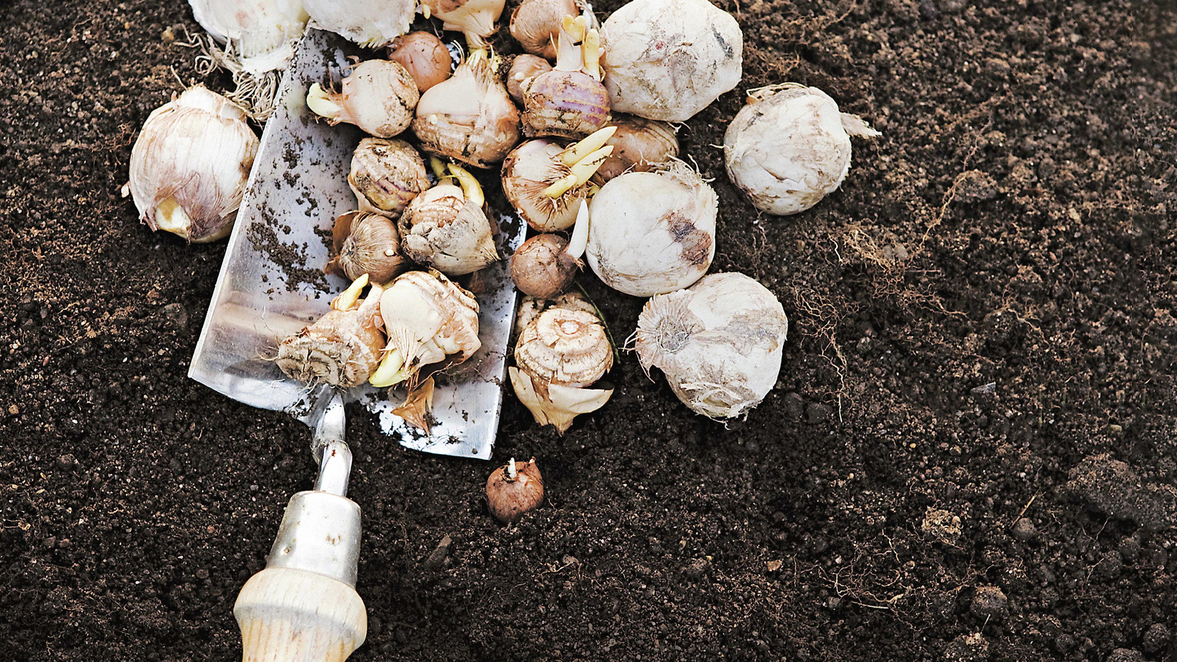 Nine Bulbs To Plant In Autumn - Bunnings Australia