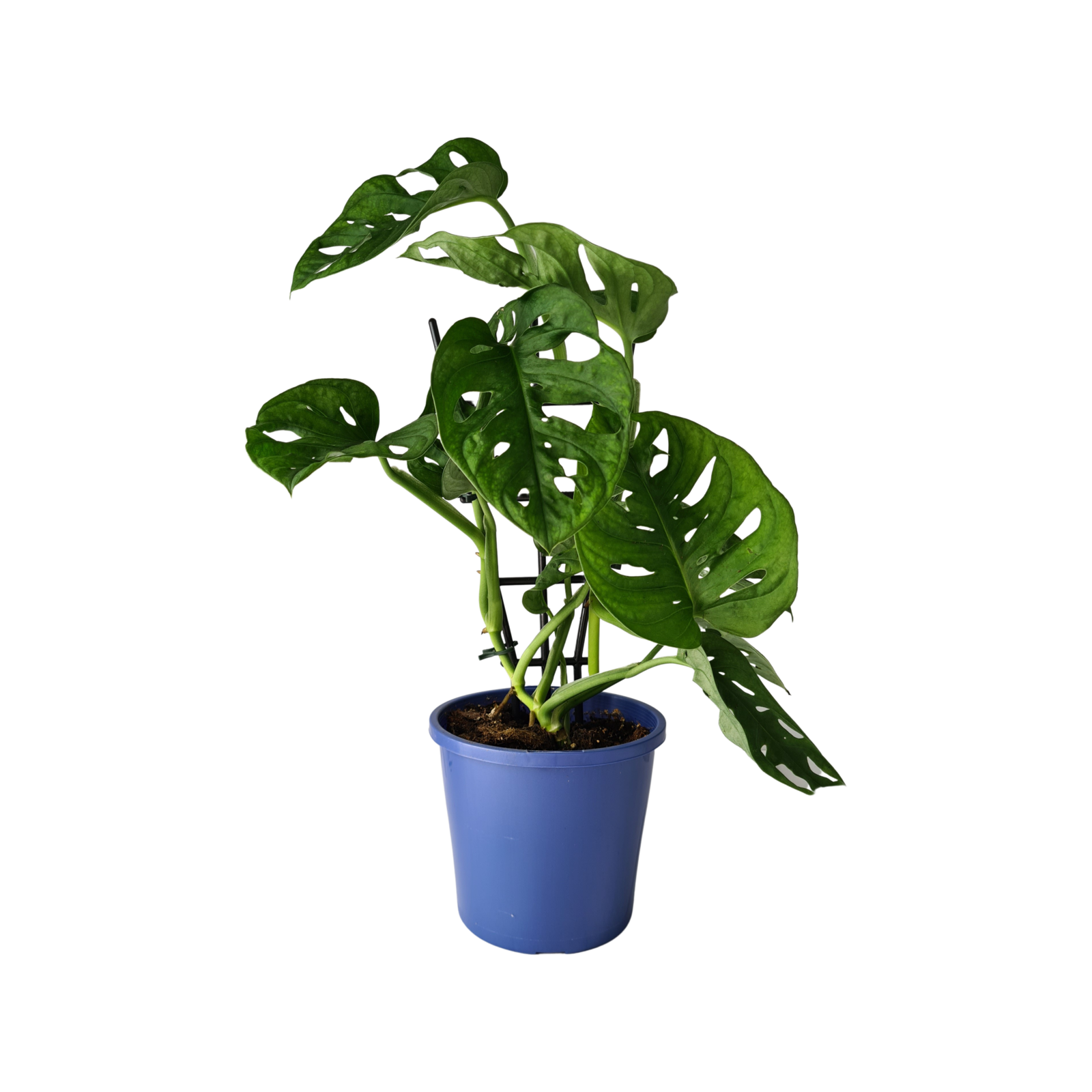 130mm Monstera Monkey Mask - Monstera adansonii - Bunnings Australia