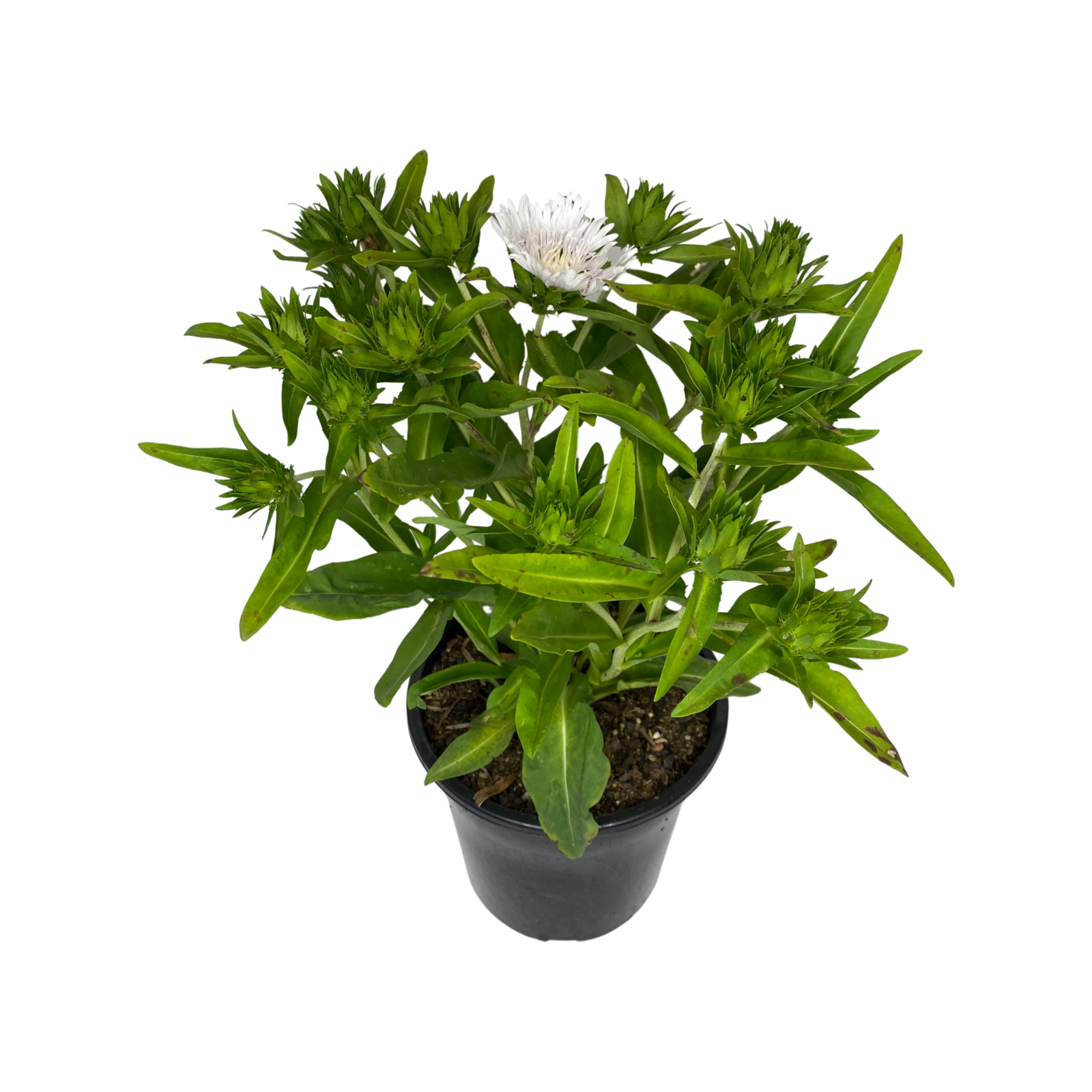 180mm Stoke's Aster Divinity - Stokesia laevis - Bunnings Australia