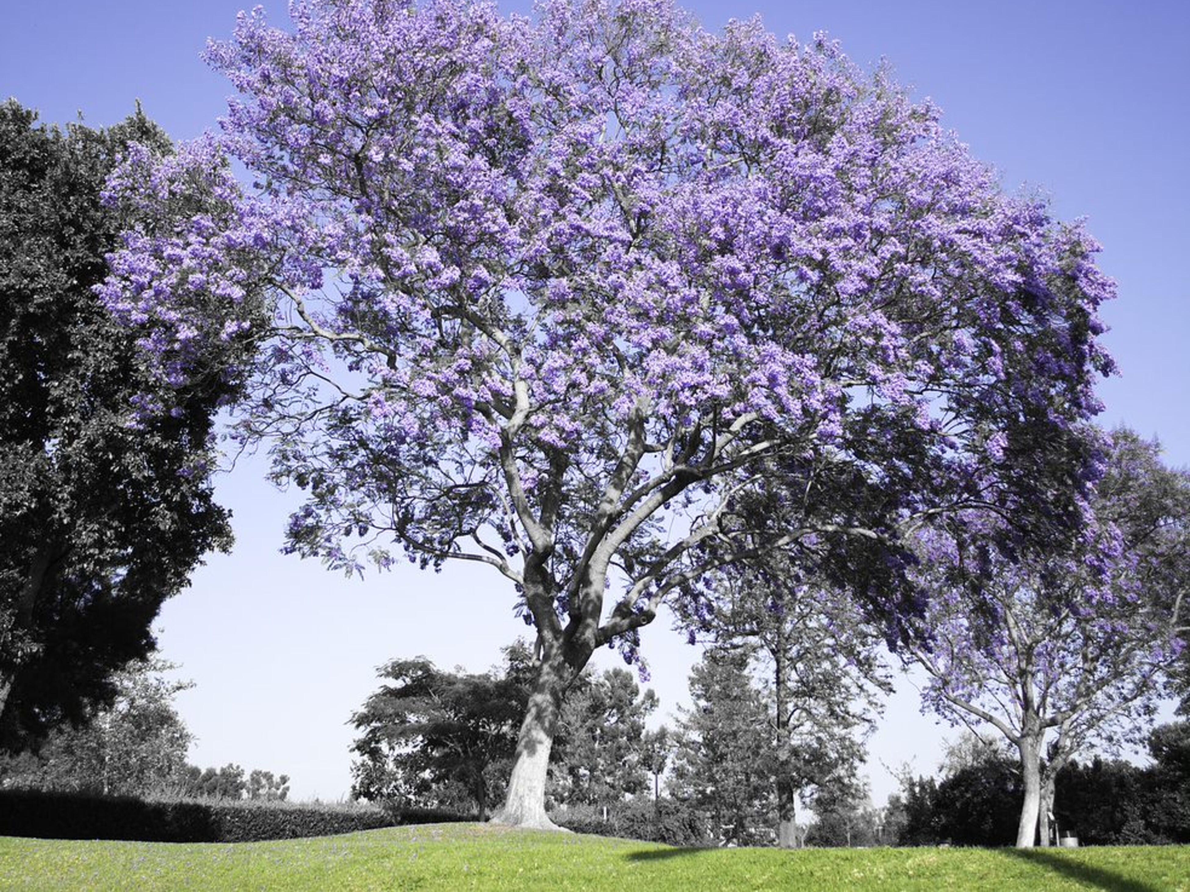 How To Grow And Care For A Jacaranda Tree - Bunnings New Zealand