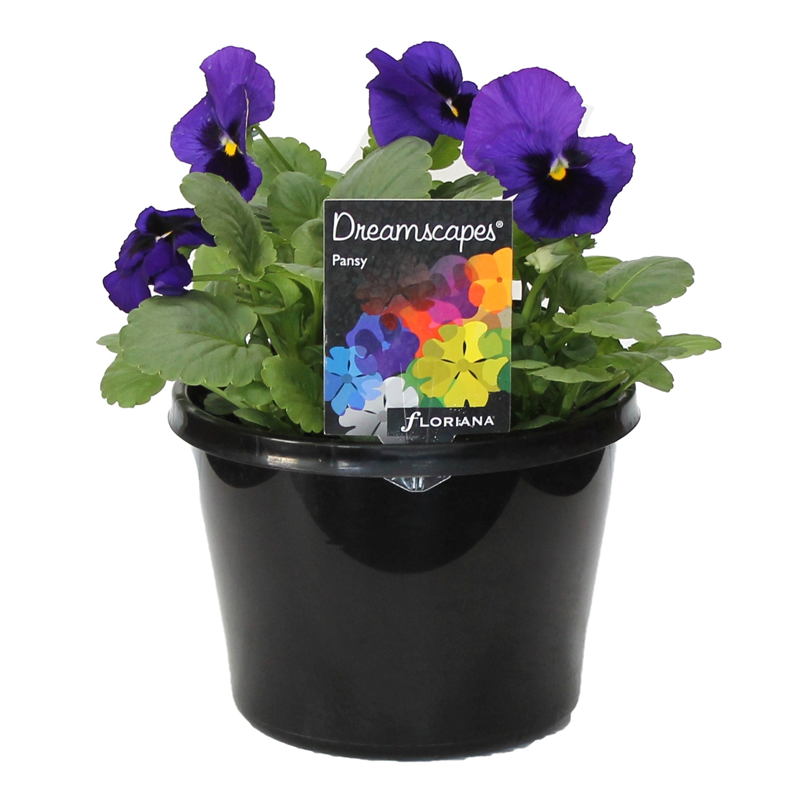 180mm Pansy Blue - Pansy x wittrockiana - Bunnings Australia