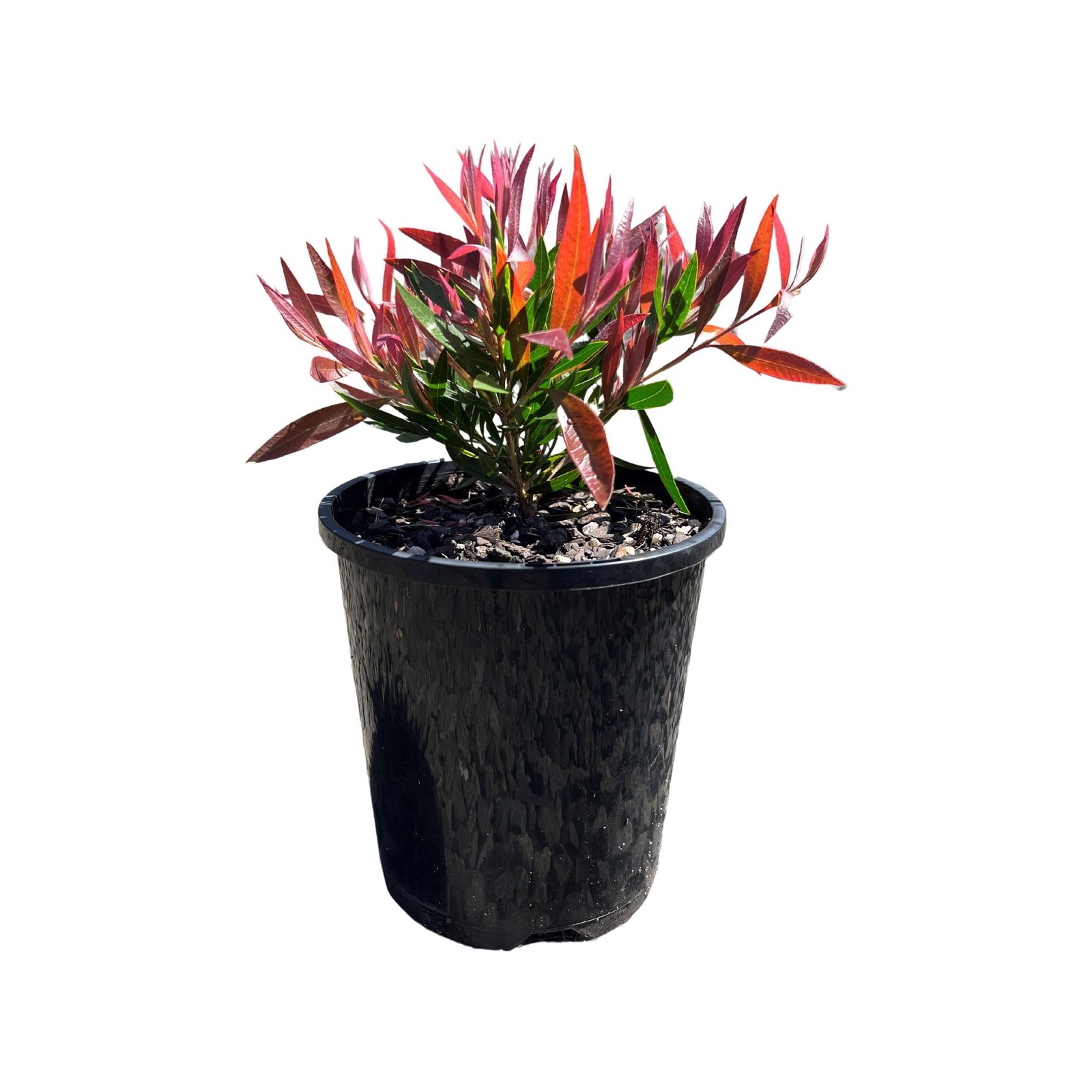 140mm Cherry Bomb - Callistemon hybrid - Bunnings Australia