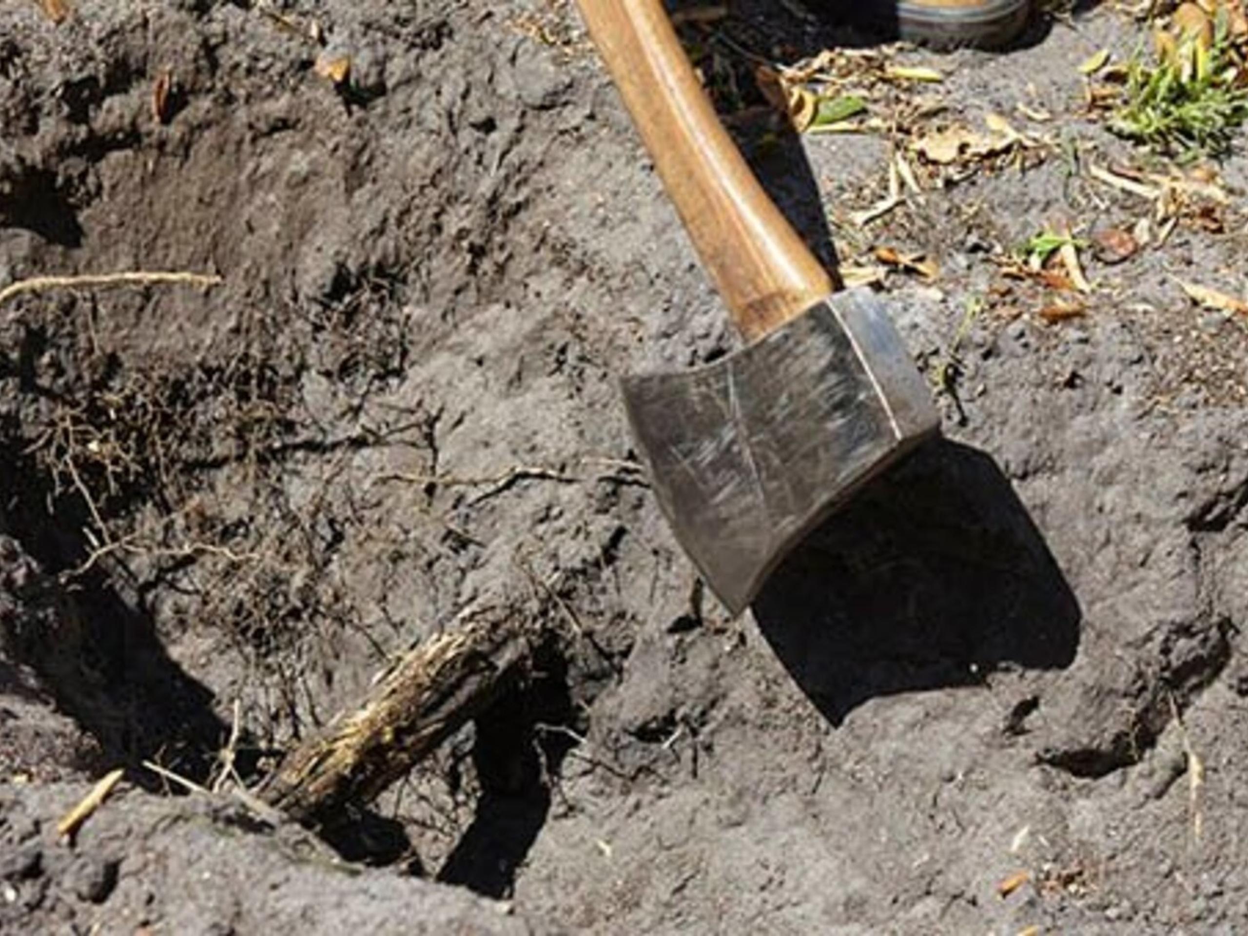 How To Remove a Tree Stump - Bunnings Australia