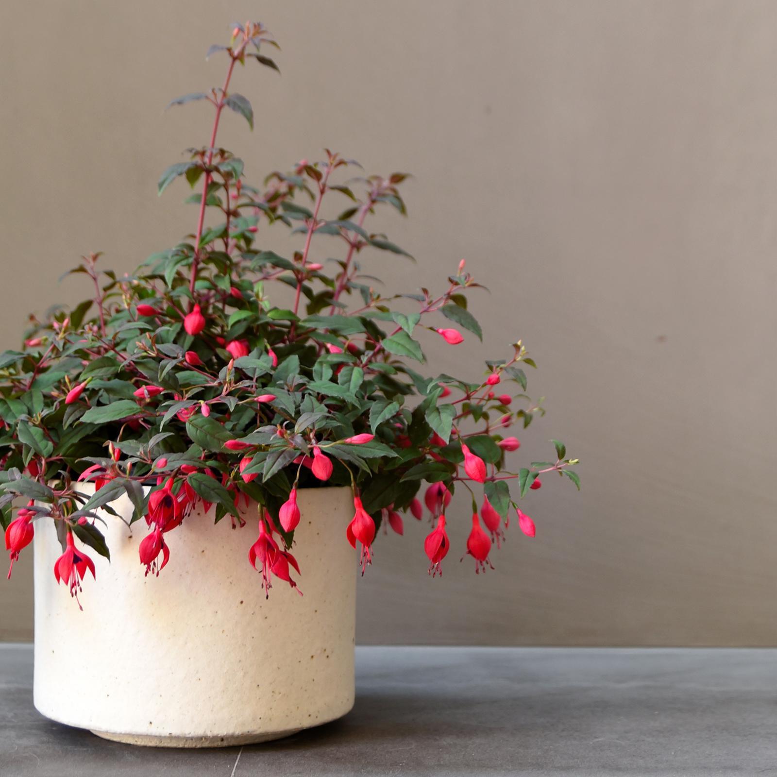 140mm Fuchsia Sun Wren - Fuchsia magellanica - Bunnings Australia