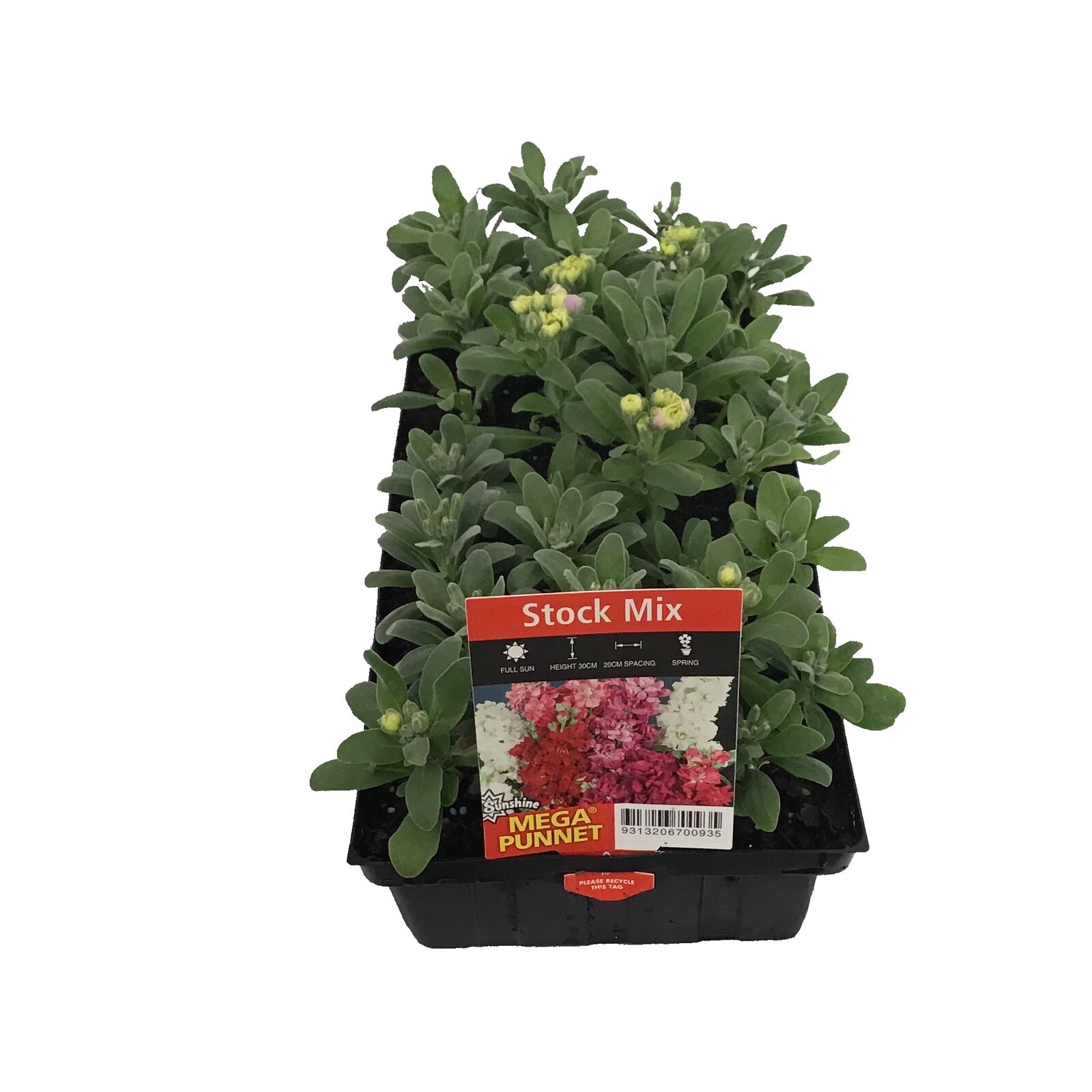 Punnet Primula Gilhams White - Primula malacoides - Bunnings Australia