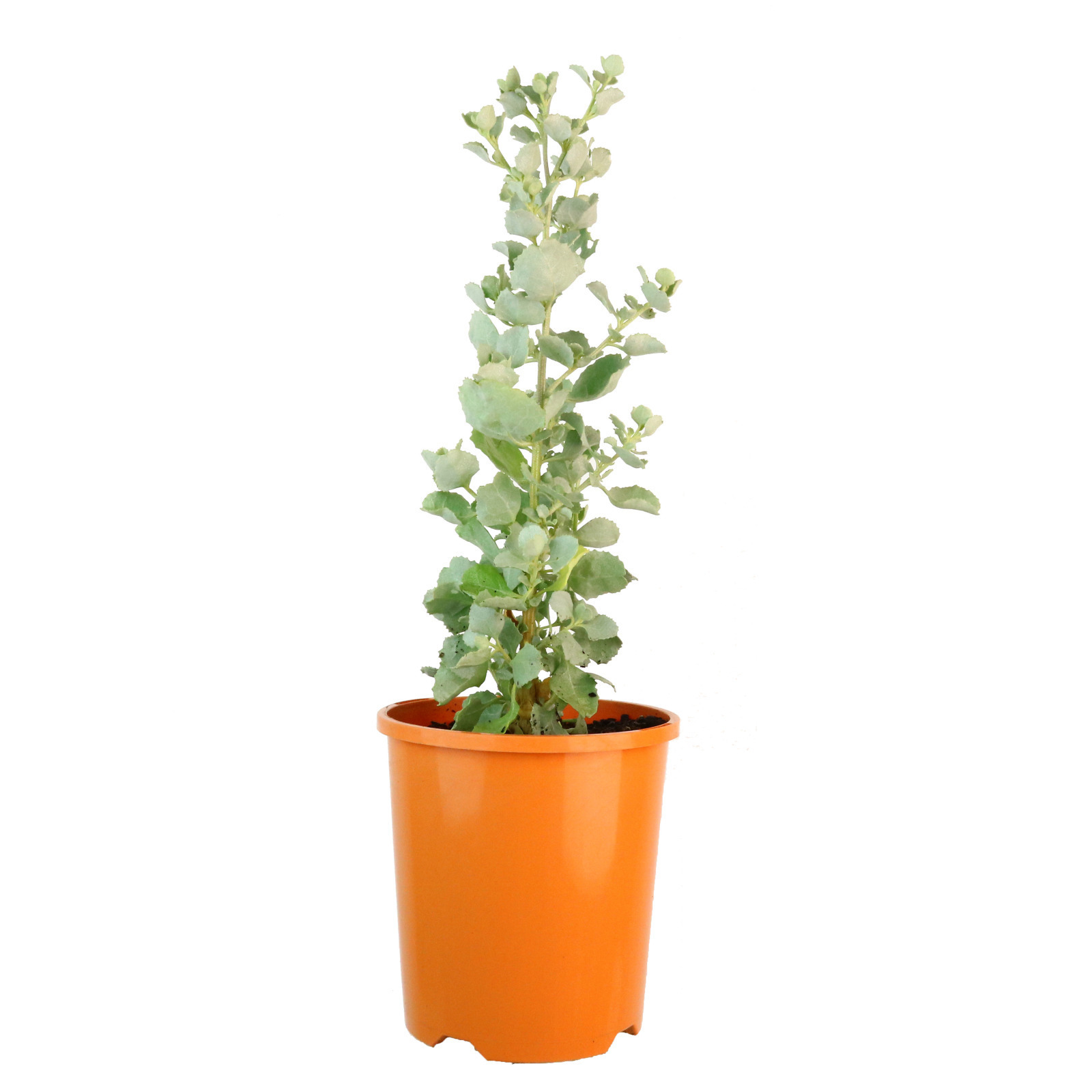 140mm Old Man Saltbush - Atriplex nummularia - Tucker Bush Range ...