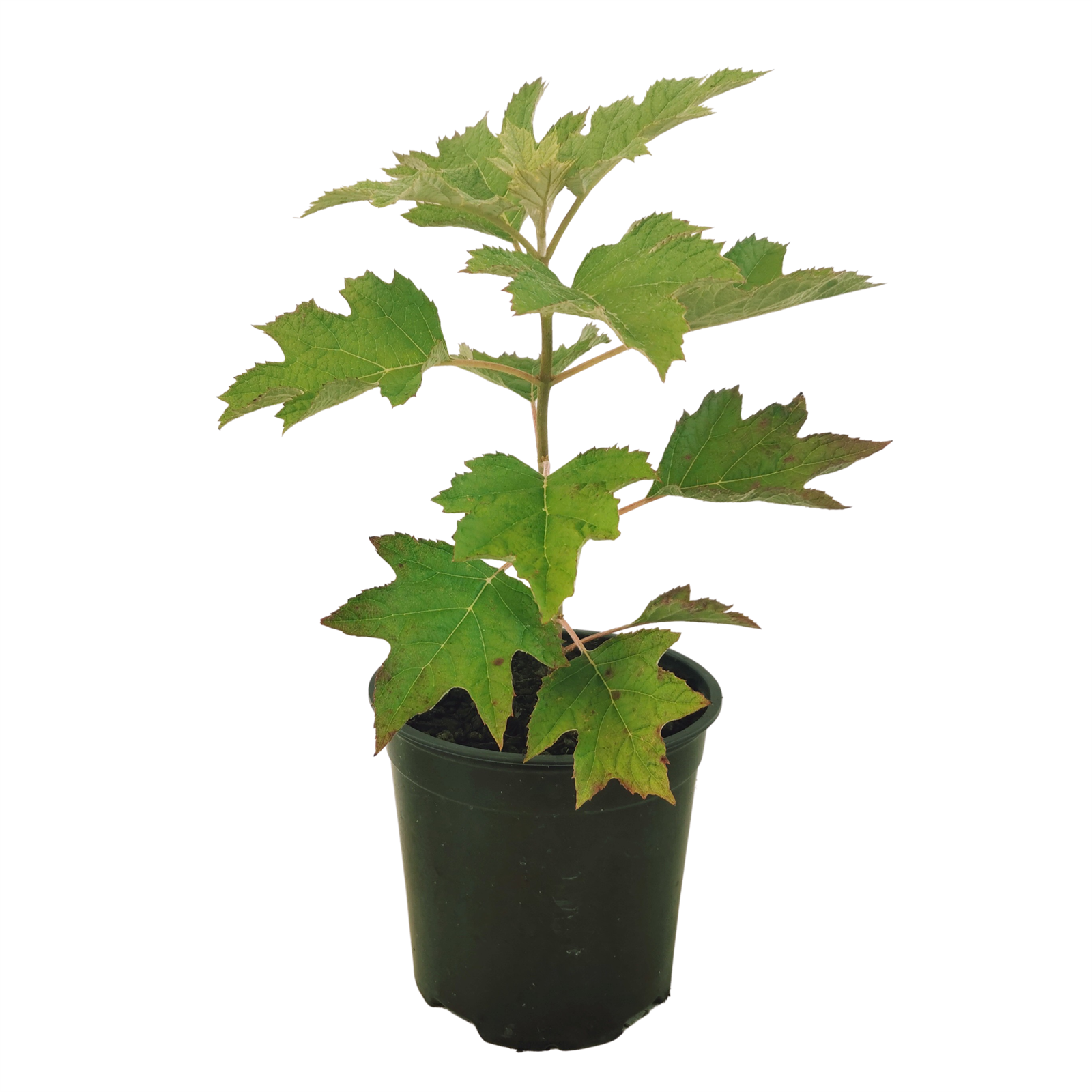 150mm Hydrangea 'Pee Wee' - Hydrangea quercifolia 'Pee Wee' - Bunnings ...