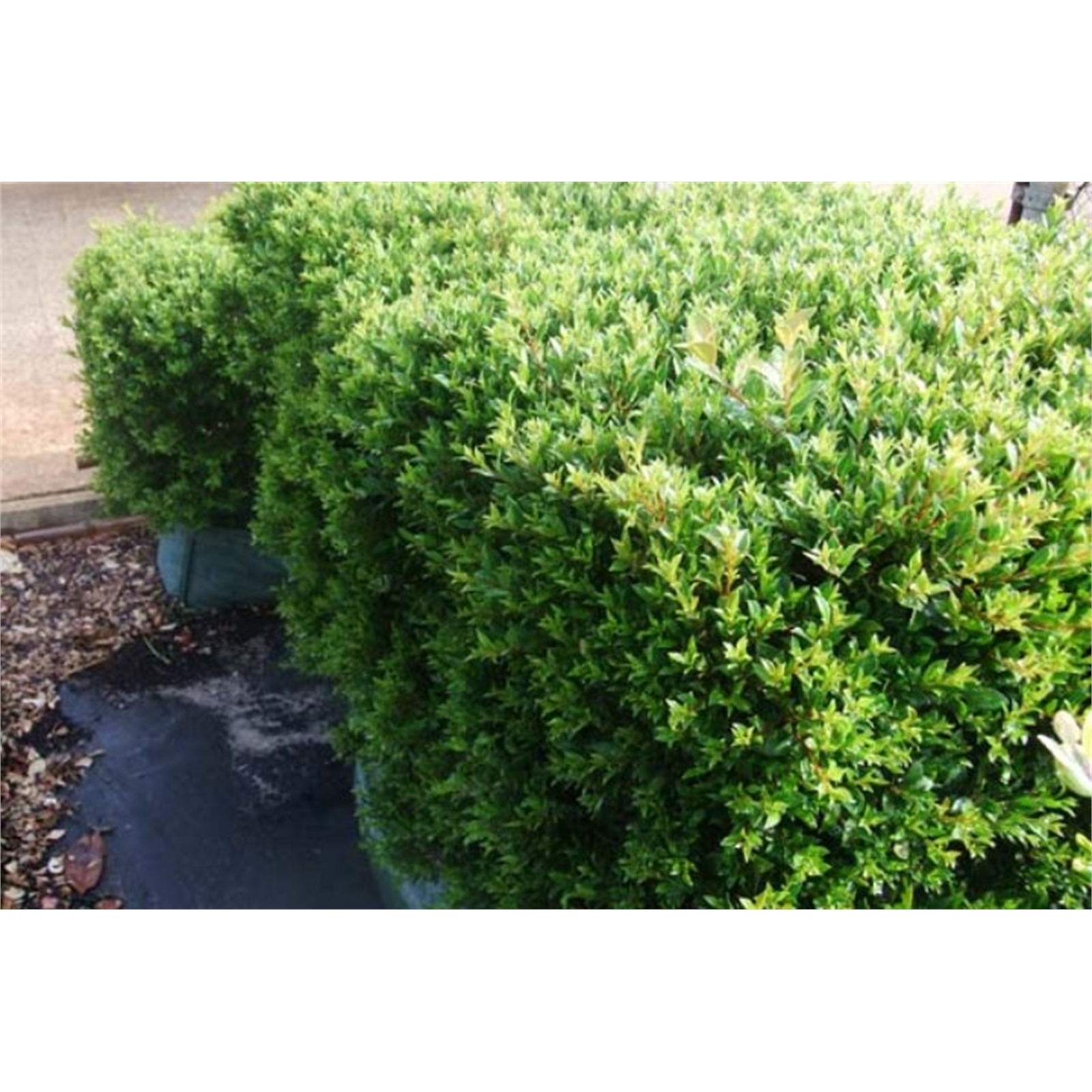 140mm Box Leaved Privet - Ligustrum undulatum - Bunnings Australia