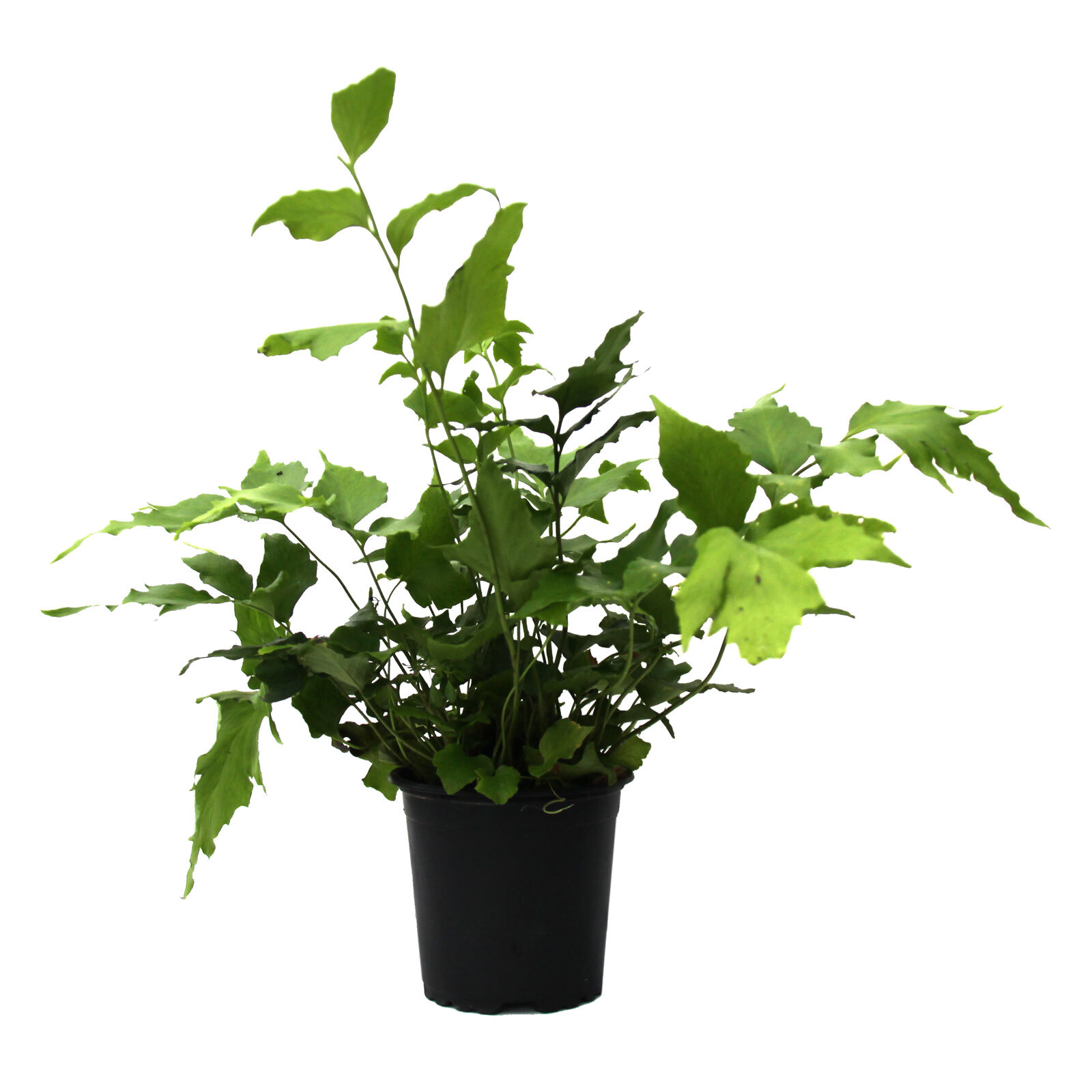 90mm Assorted Ferns - Baby Boomer Fern Range - Bunnings Australia