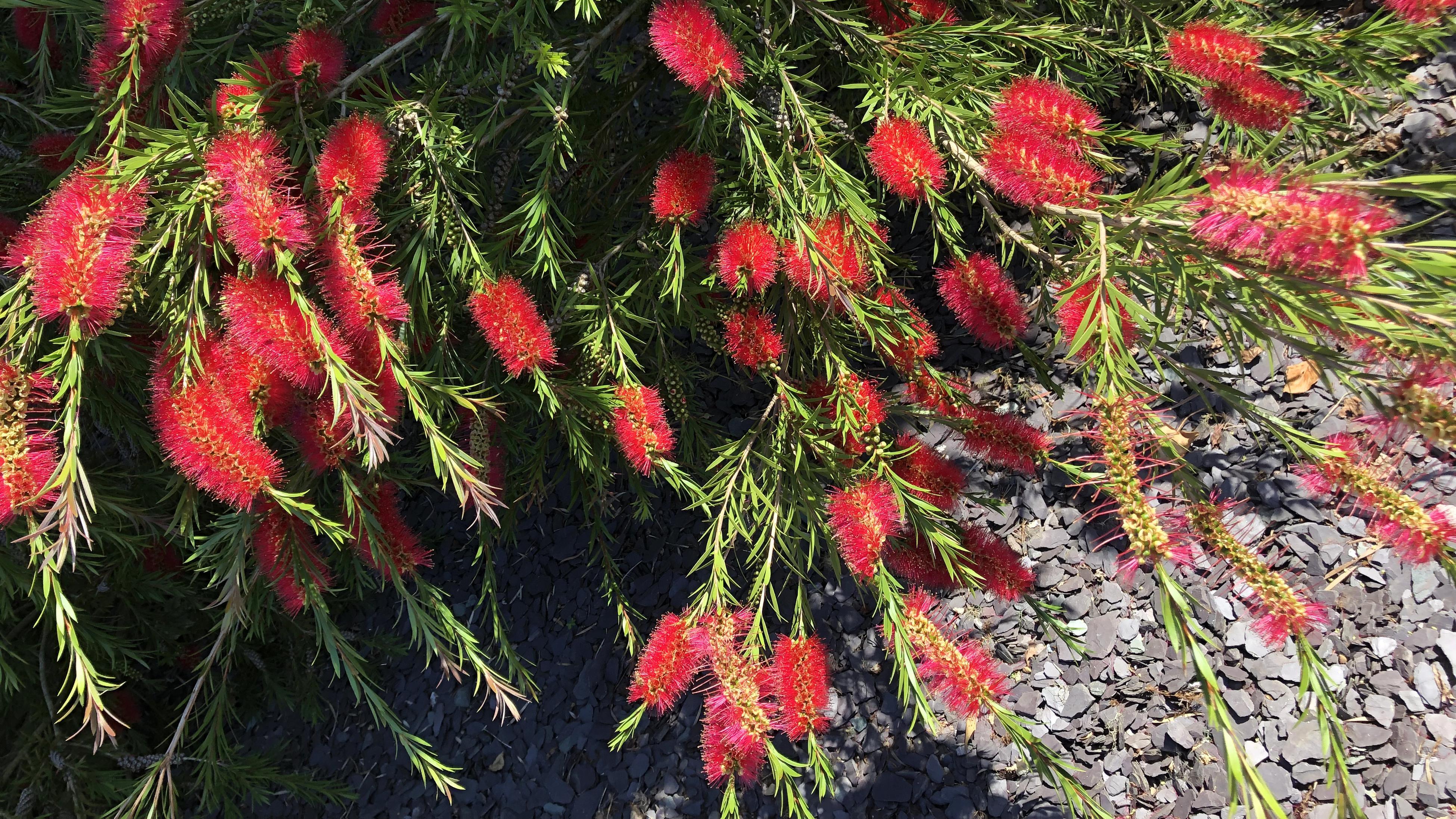 Callistemon Citrinus Leaf