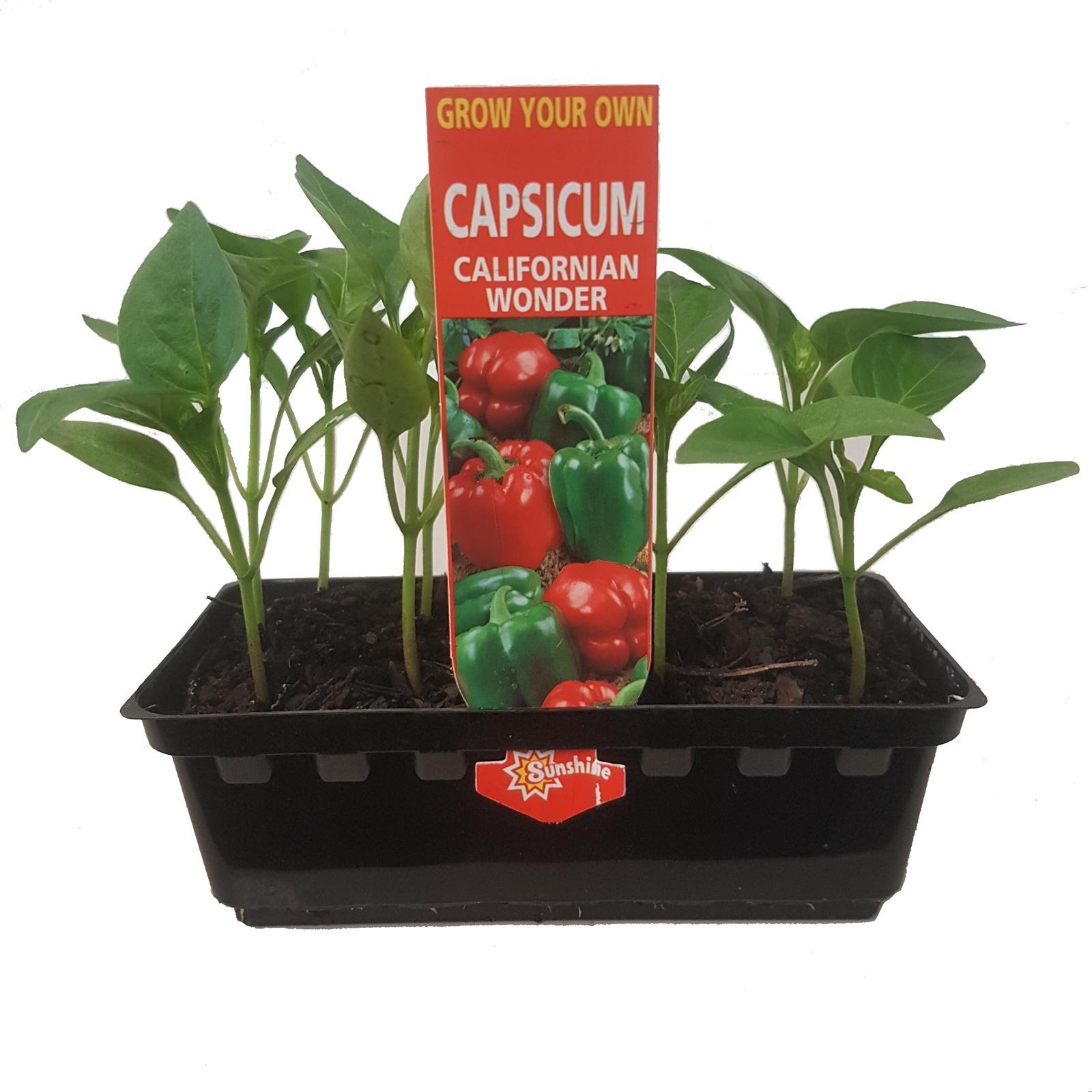 Capsicum Sweet Mix Punnet - Grow Your Own Range - Bunnings Australia