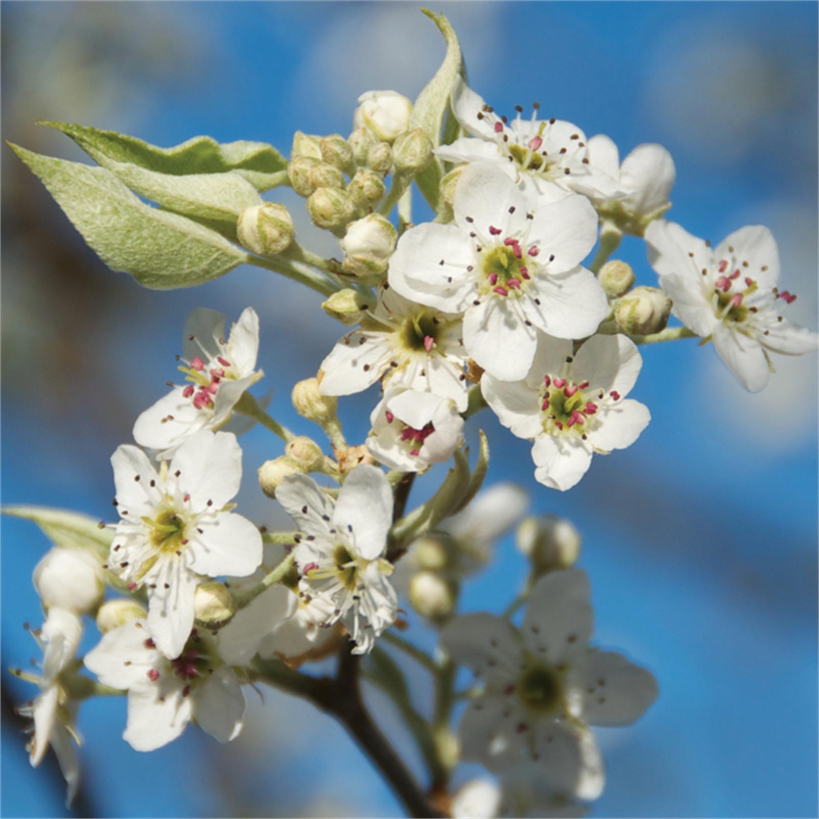 250mm Pyrus Southworth Dancer Ornamental Pear - Bunnings Australia