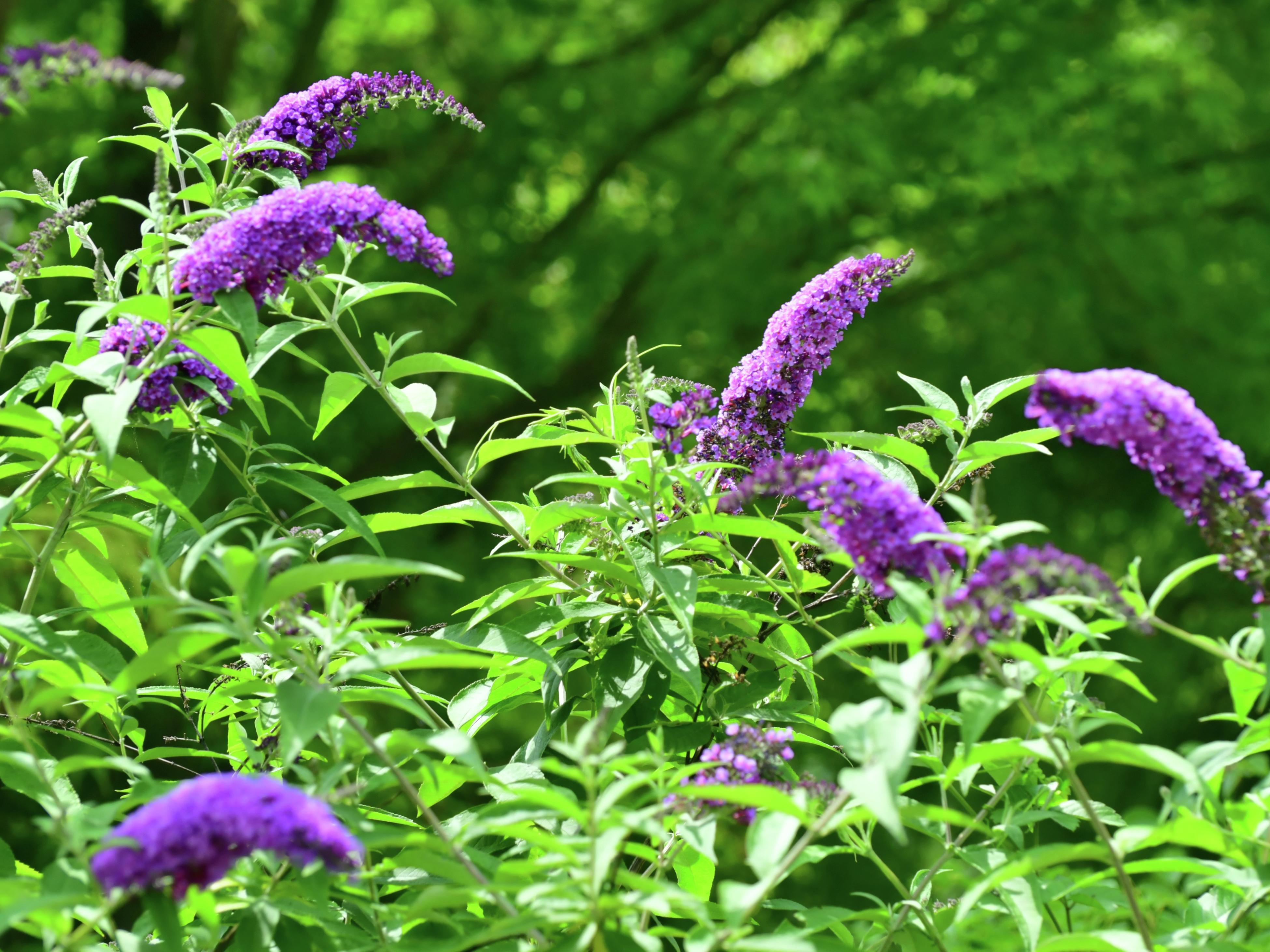 How To Grow And Care For Buddleia - Bunnings New Zealand
