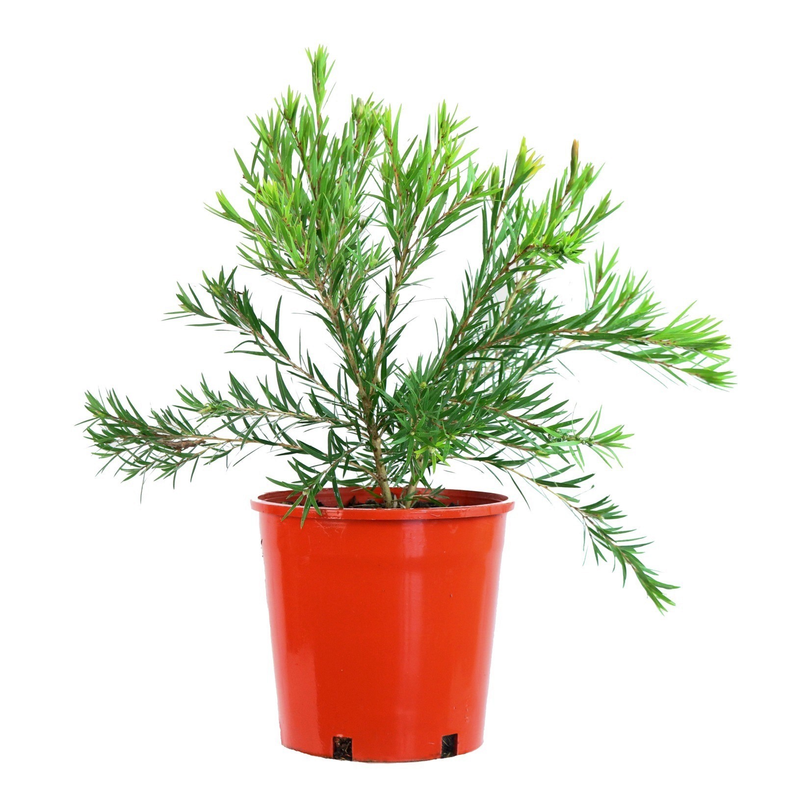 200mm Bottlebrush - Callistemon viminalis 'Dawson River Weeper ...