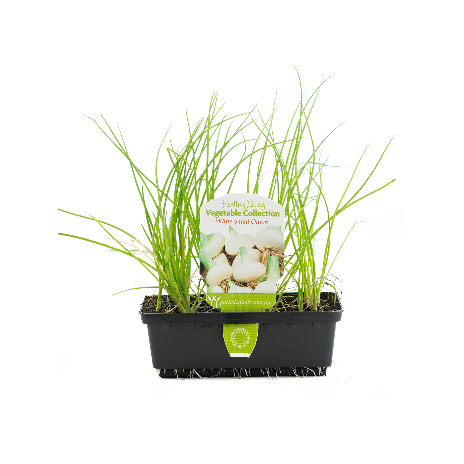 White Onion Punnet - Allium Cepa - Bunnings Australia