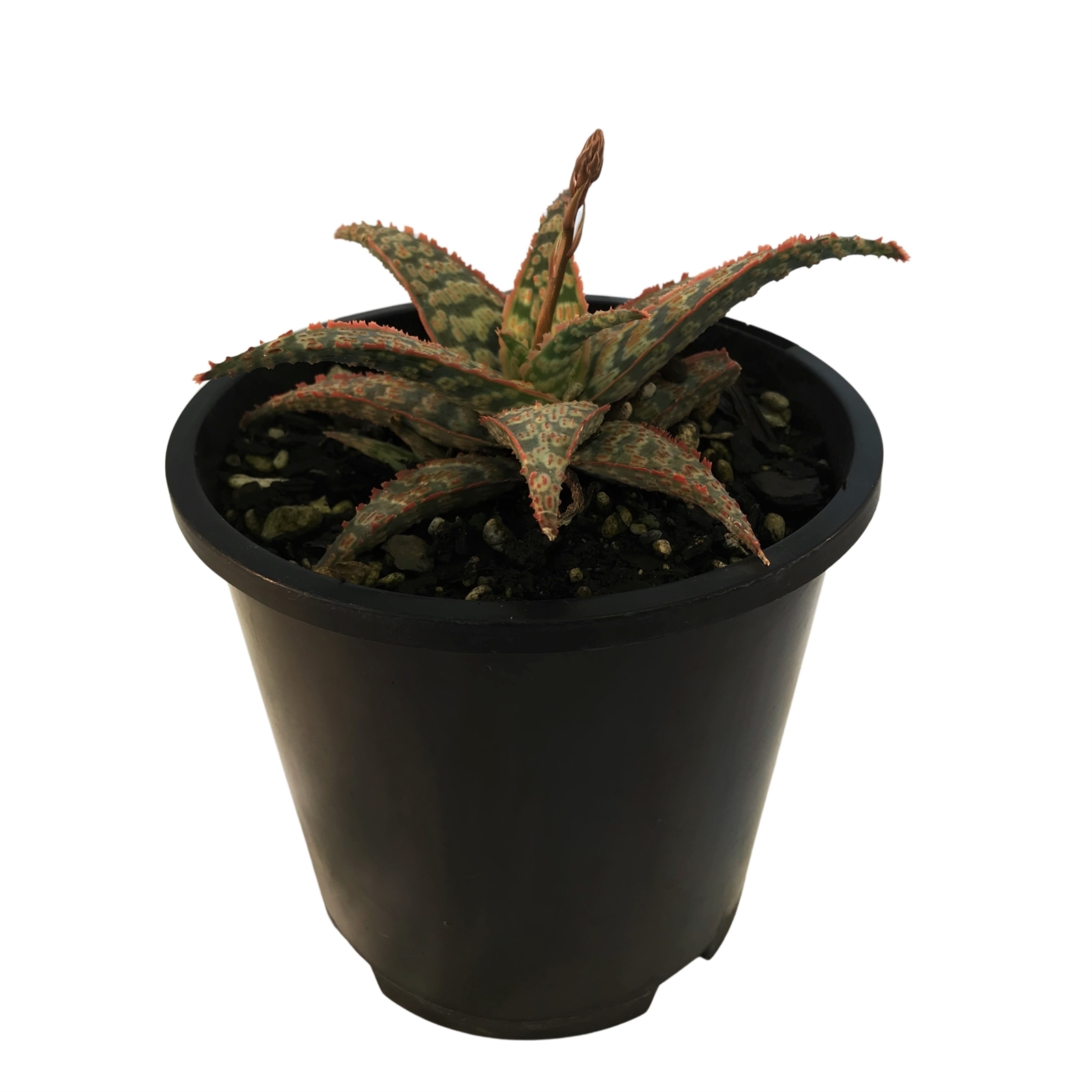 1.3L Aloe Wrasse - Aloe hybrid - Bunnings New Zealand