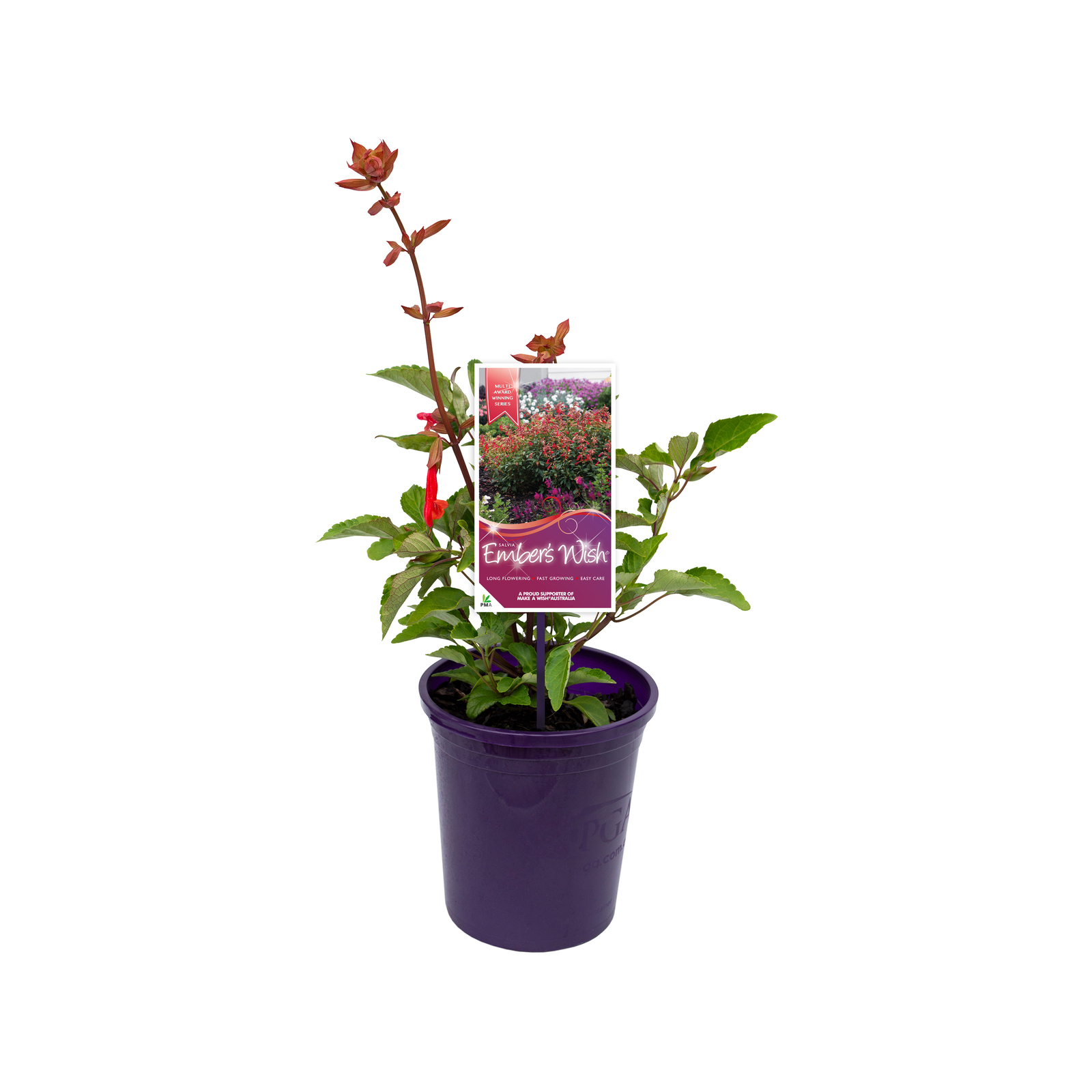 140mm Salvia Ember's Wish - Salvia hybrid - Bunnings Australia