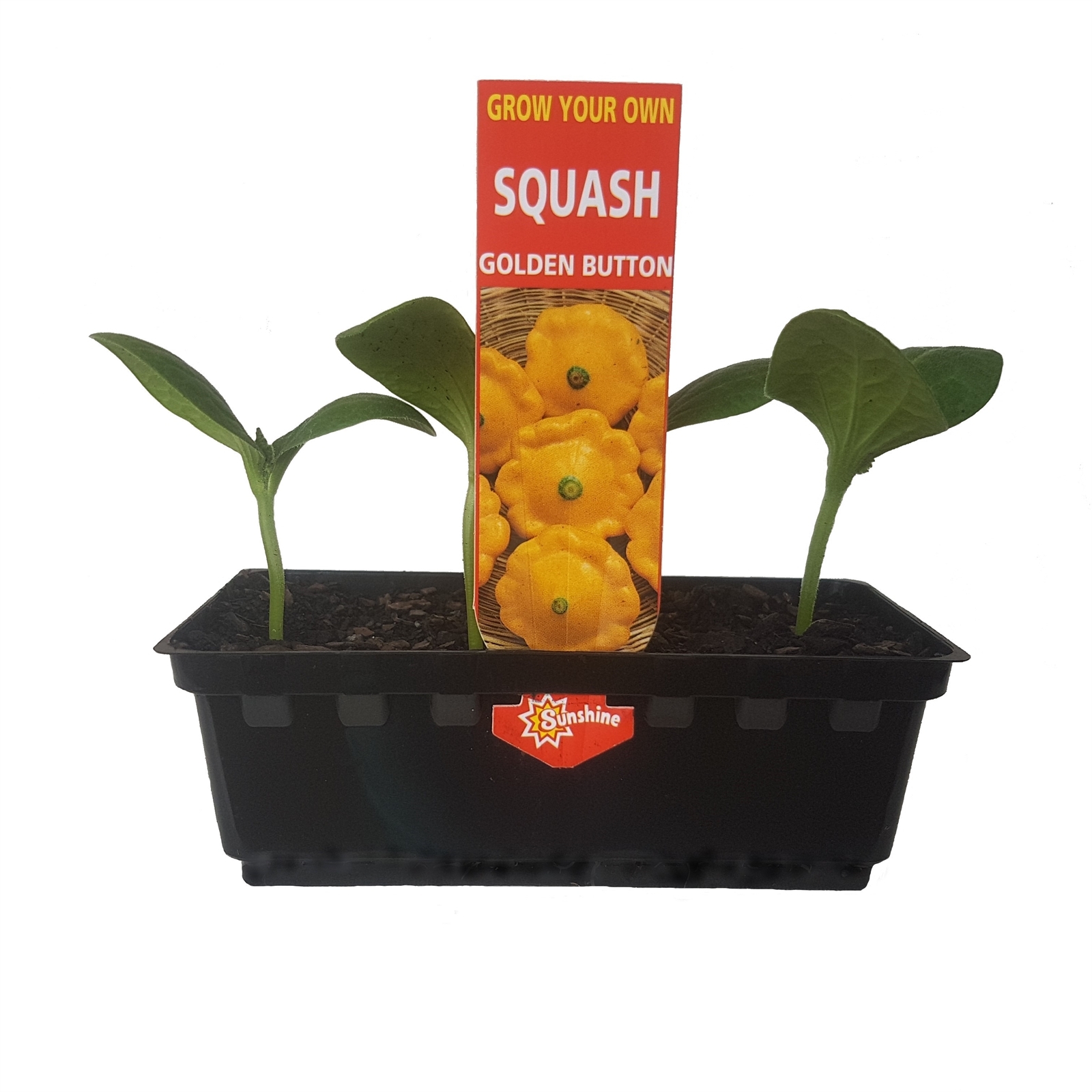 Punnet Golden butter Squash - Cucurbita maxima - Grow Your Own Range ...