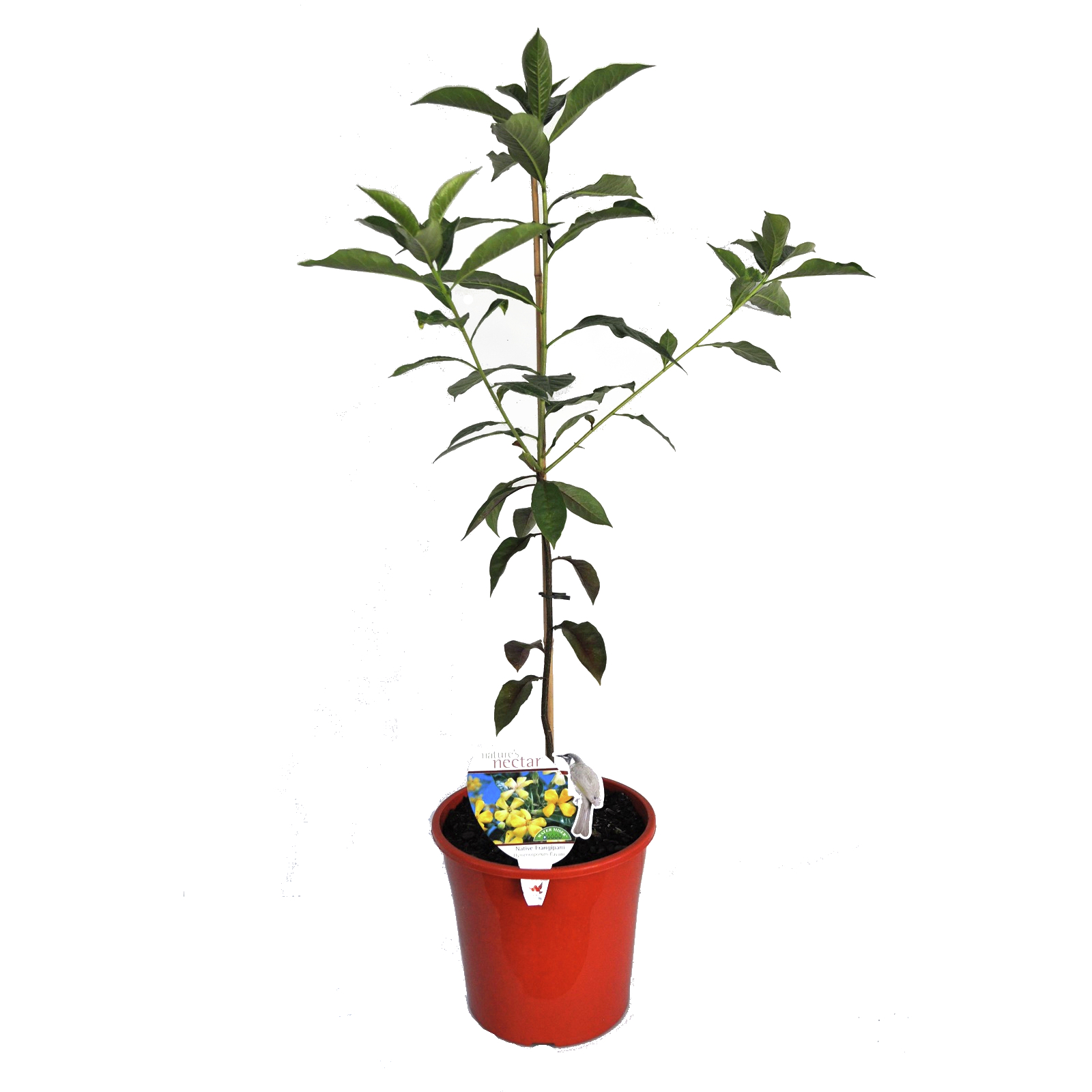 200mm Native Frangipani - Hymenosporum flavum - Bunnings Australia