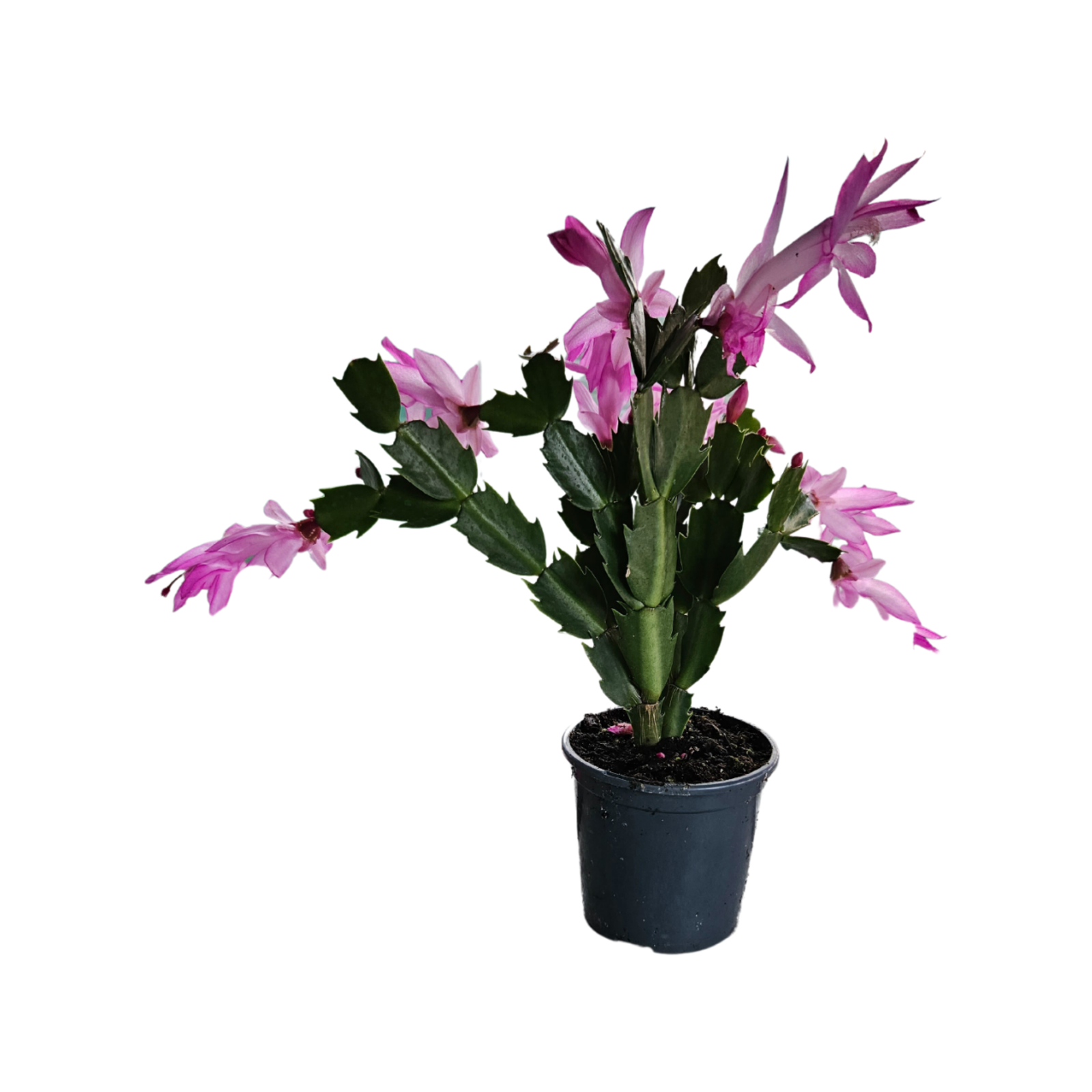 100mm Zygo Cactus - Schlumbergera truncata - Bunnings Australia
