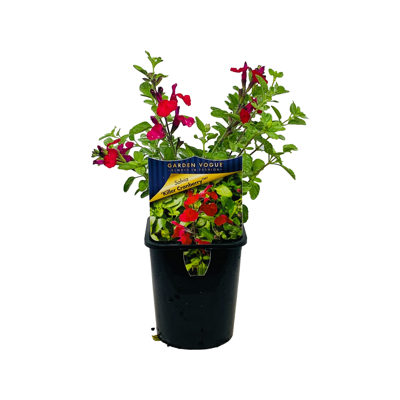 100mm Salvia Killer Cranberry - Salvia microphylla - Bunnings Australia