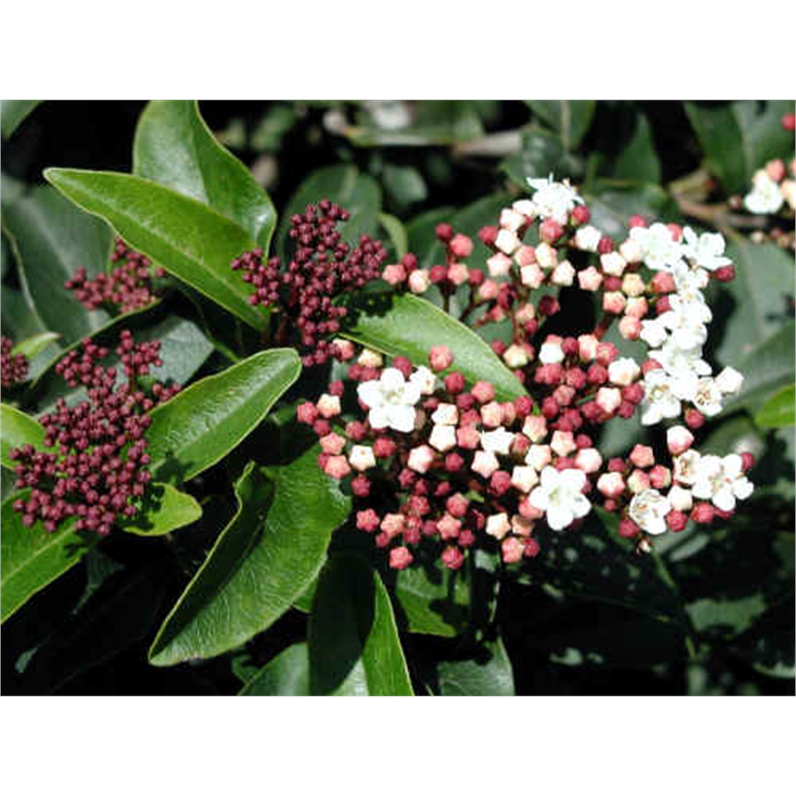 330mm Laurustinus - Viburnum tinus - Bunnings Australia