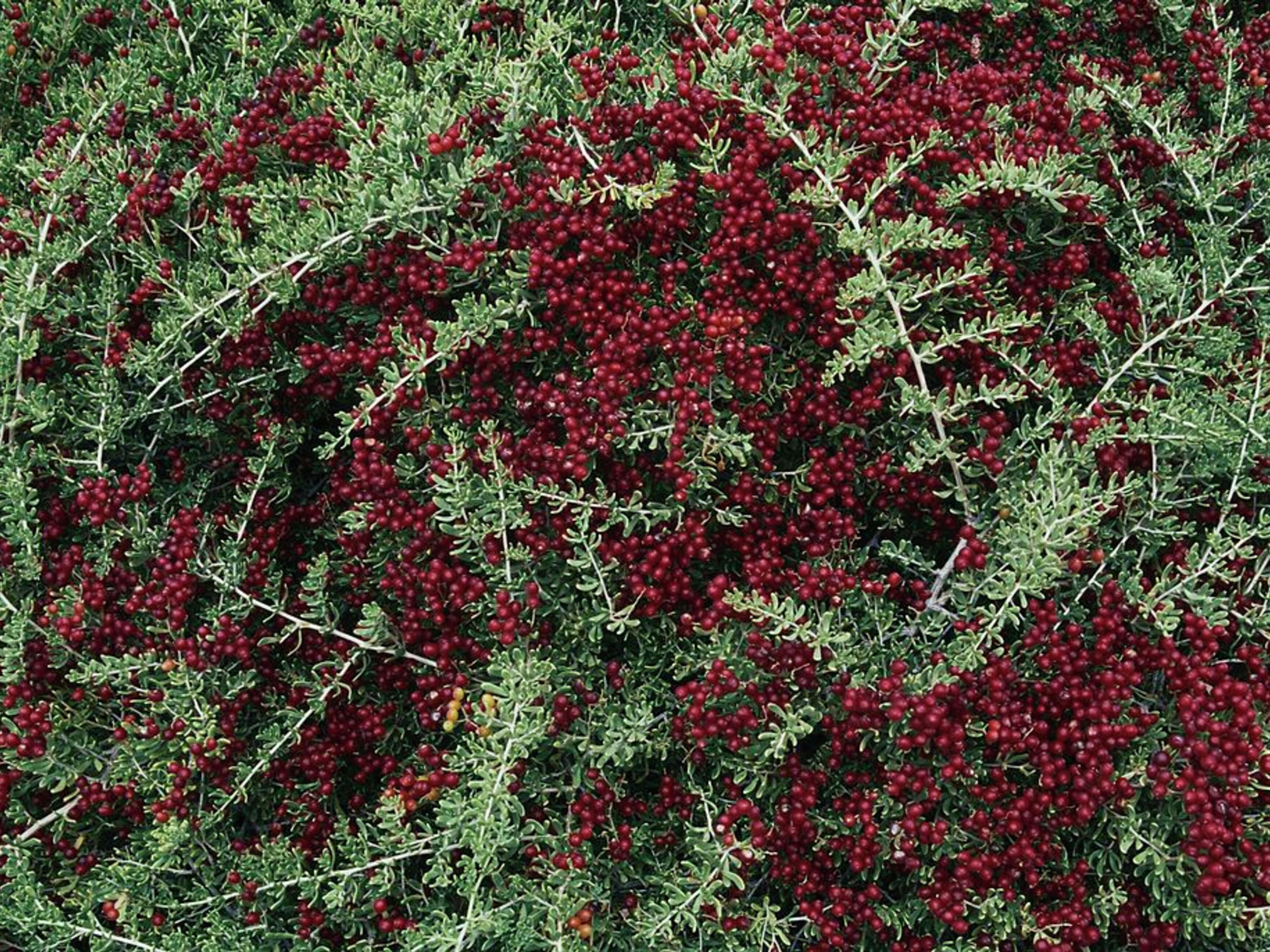 How To Grow Ruby Saltbush - Bunnings Australia