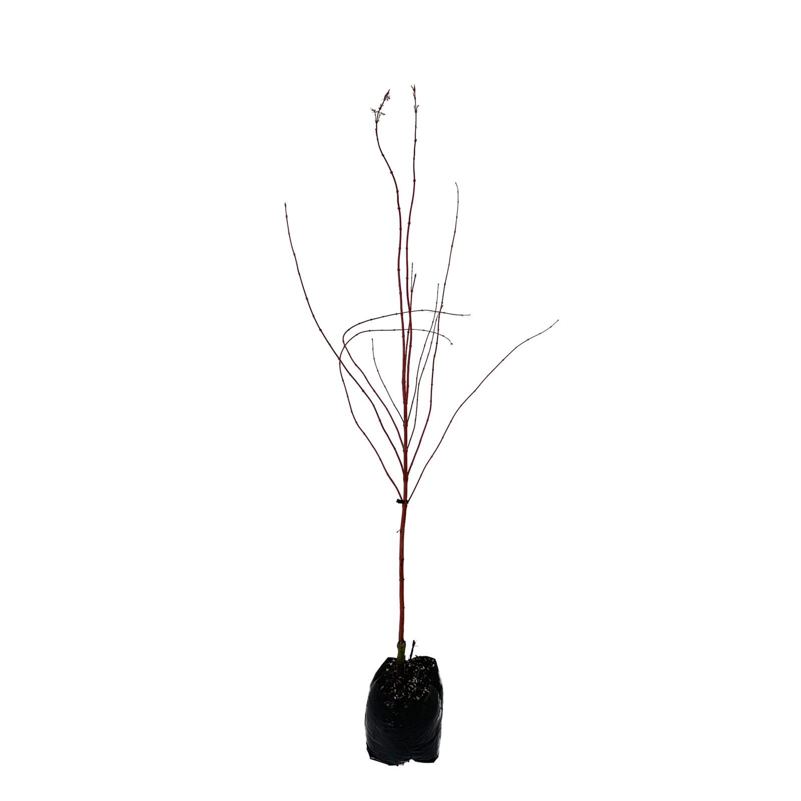 15L Maple - Acer palmatum Senkaki - Bunnings New Zealand