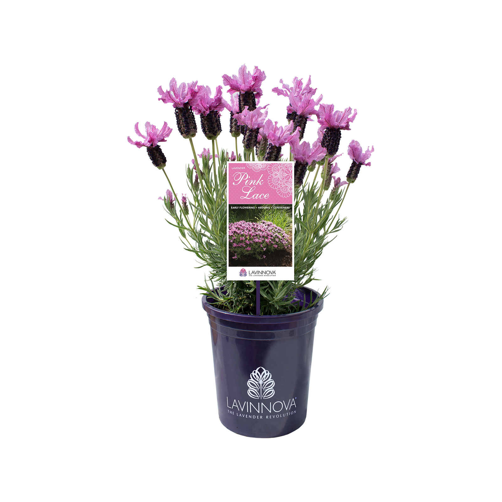 140mm Lavender LAVINNOVA® Pink Lace - Lavandula - Bunnings Australia