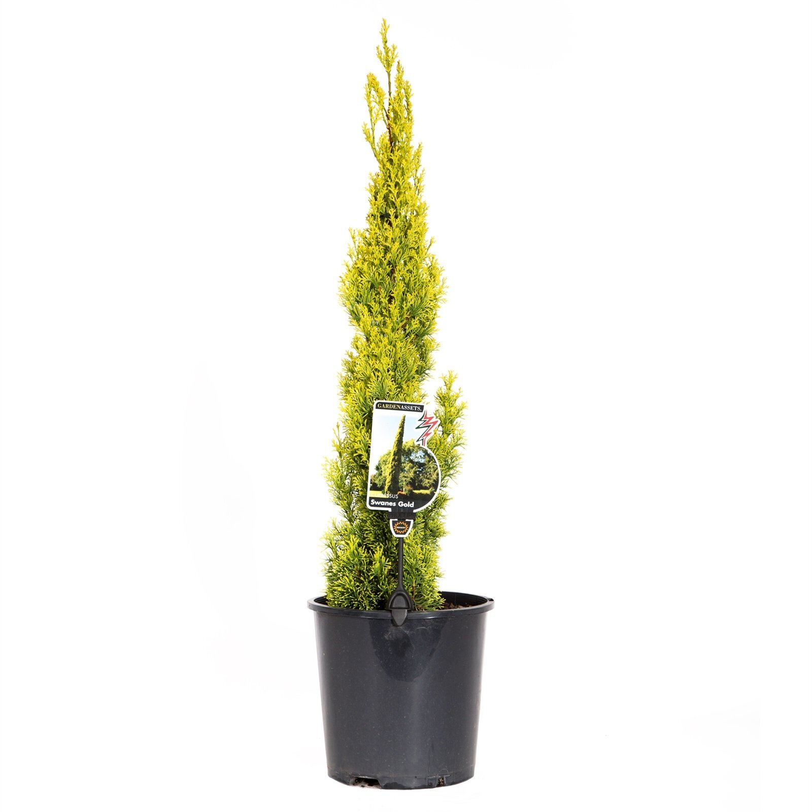 250mm Swanes Gold Conifer - Cupressus sempervirens - Bunnings Australia 250mm Swanes Gold Conifer - Cupressus sempervirens - Bunnings Australia