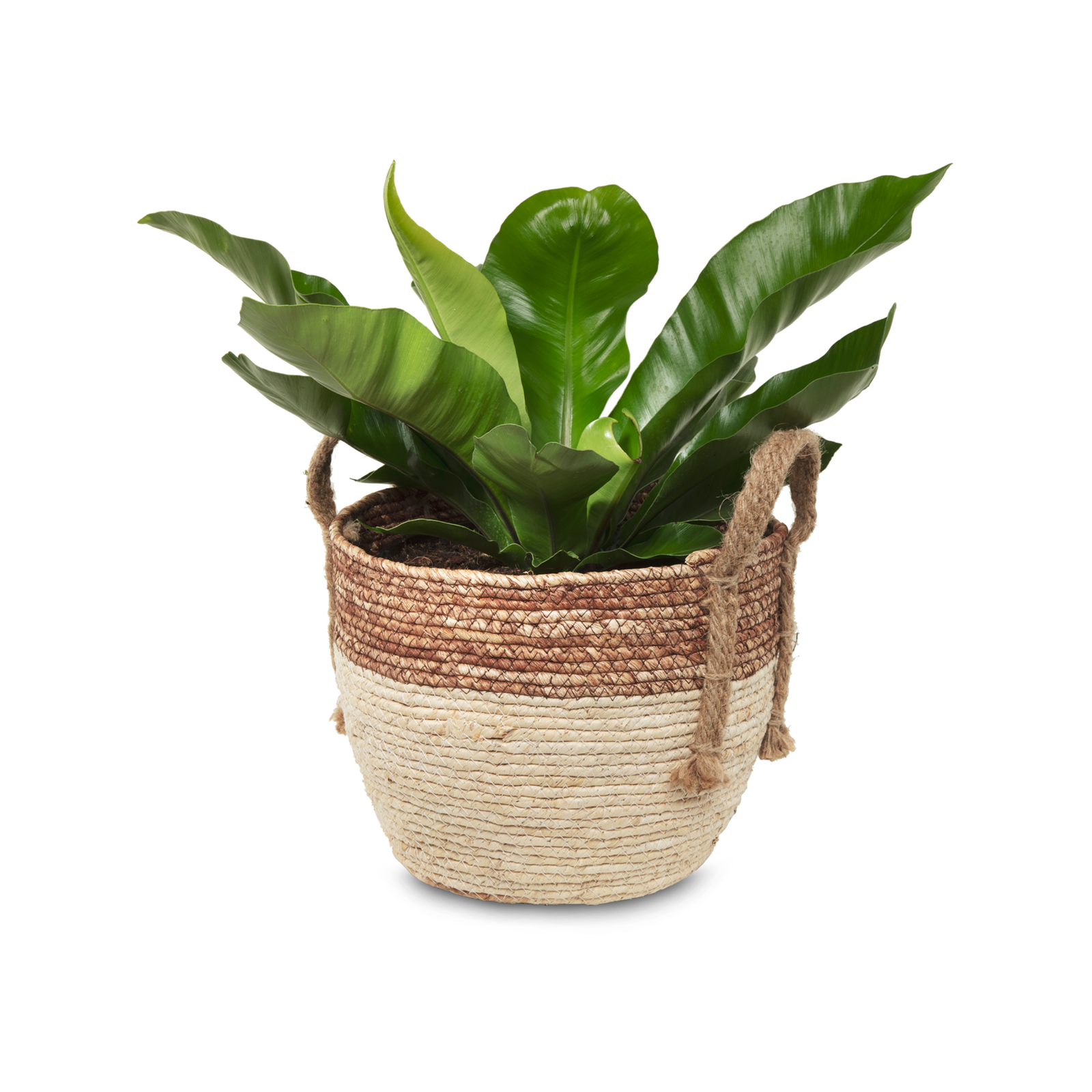 280mm Rush Basket with Plant - Bunnings Australia