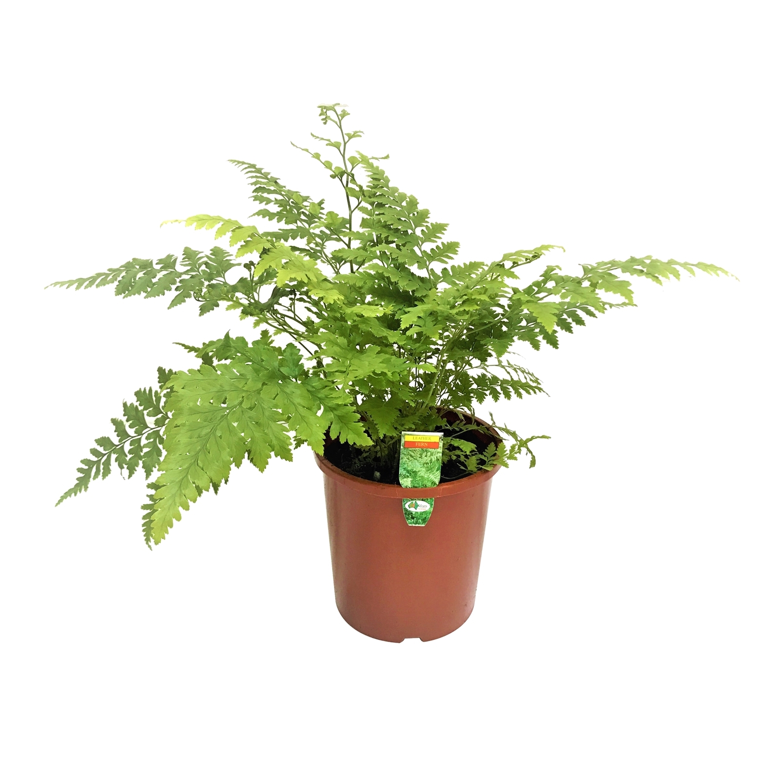 175mm Assorted Ferns - Bunnings Australia