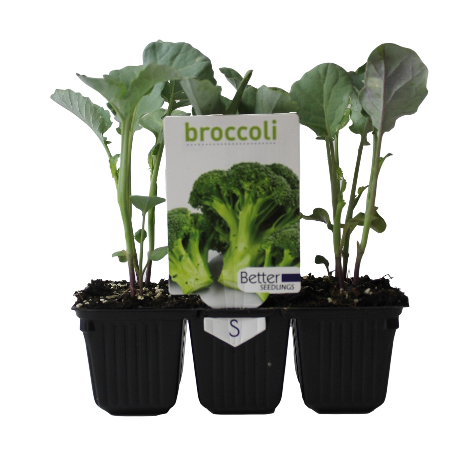 Brocolli Tasty Vegetable Punnet - Bunnings Australia