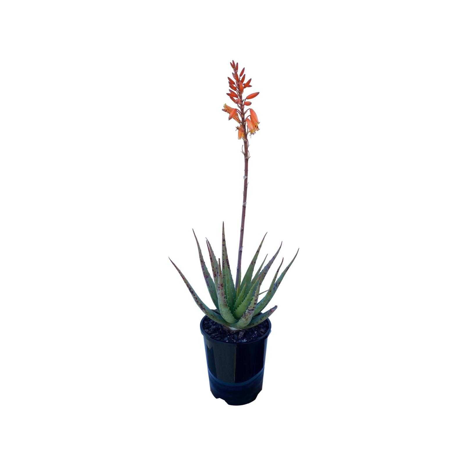 140mm Andreas Orange Aloe - Aloe hybrid - Bunnings Australia